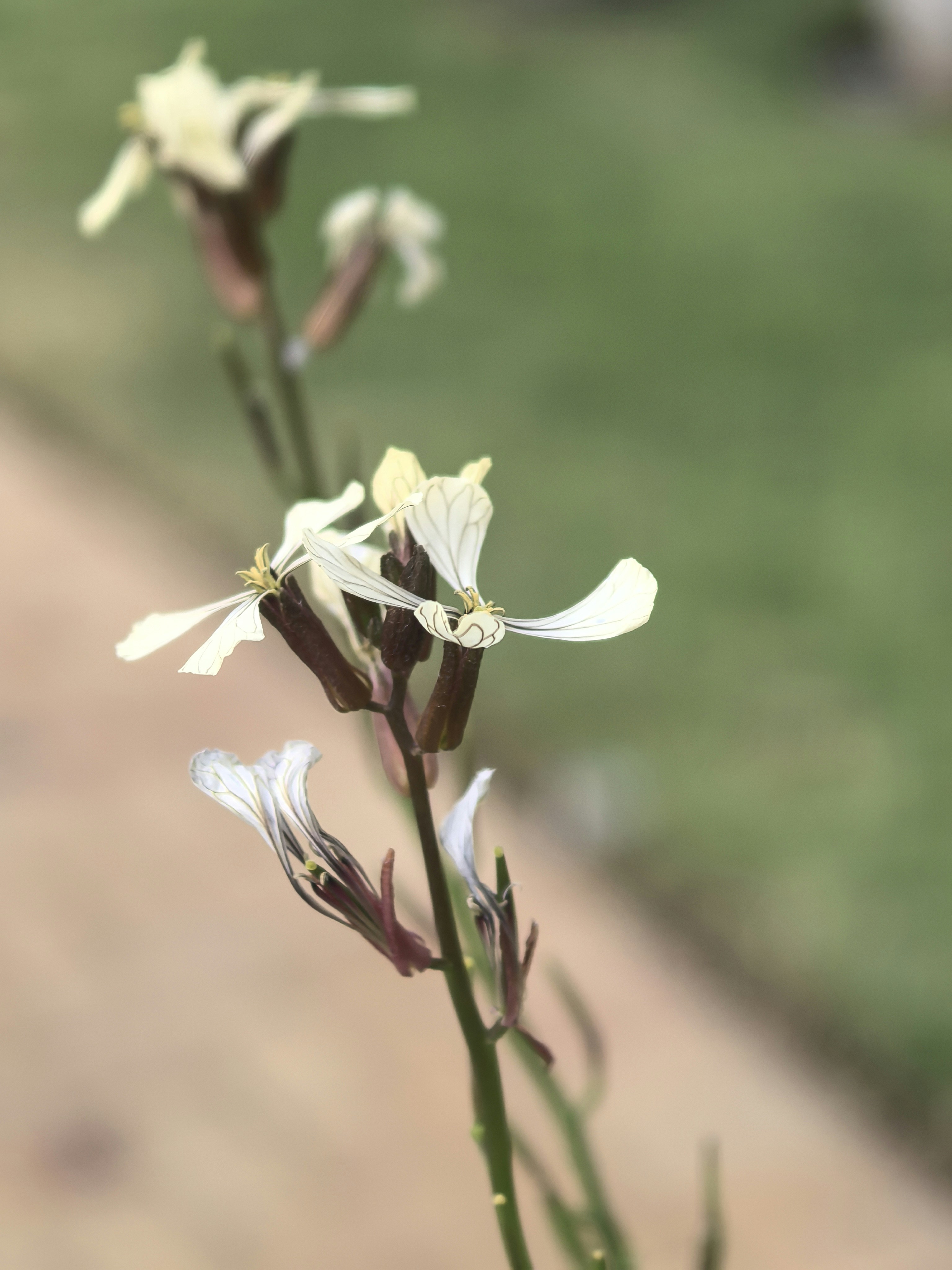 A close up of a flower in a vase