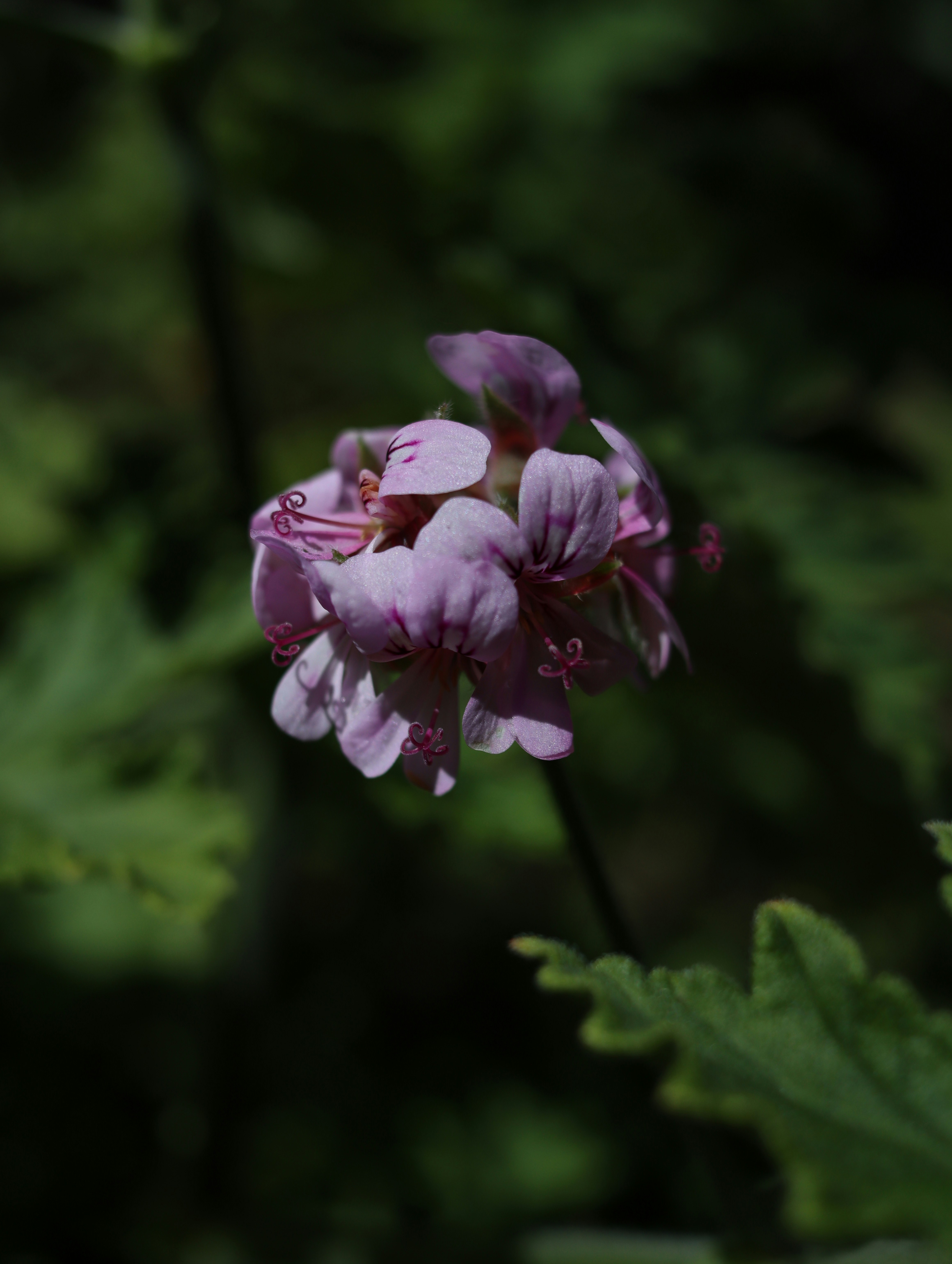 Veiled Pink Geranium in Velvet Green