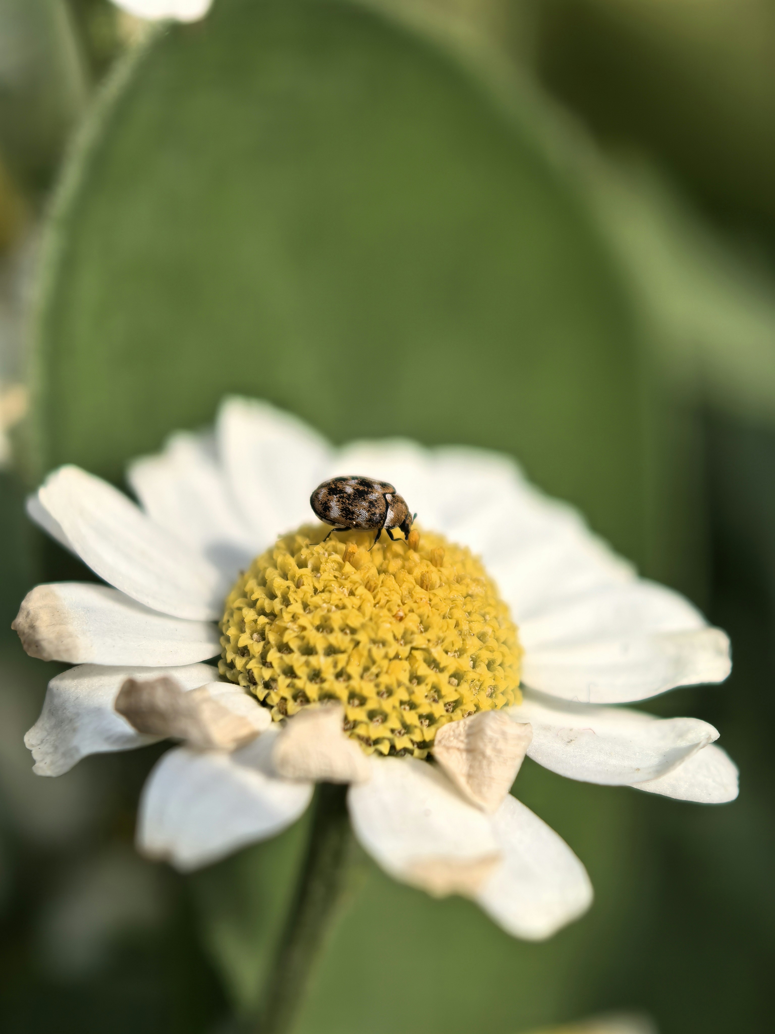 Photo by Lisa Victor with Huawei Pura 70 Pro