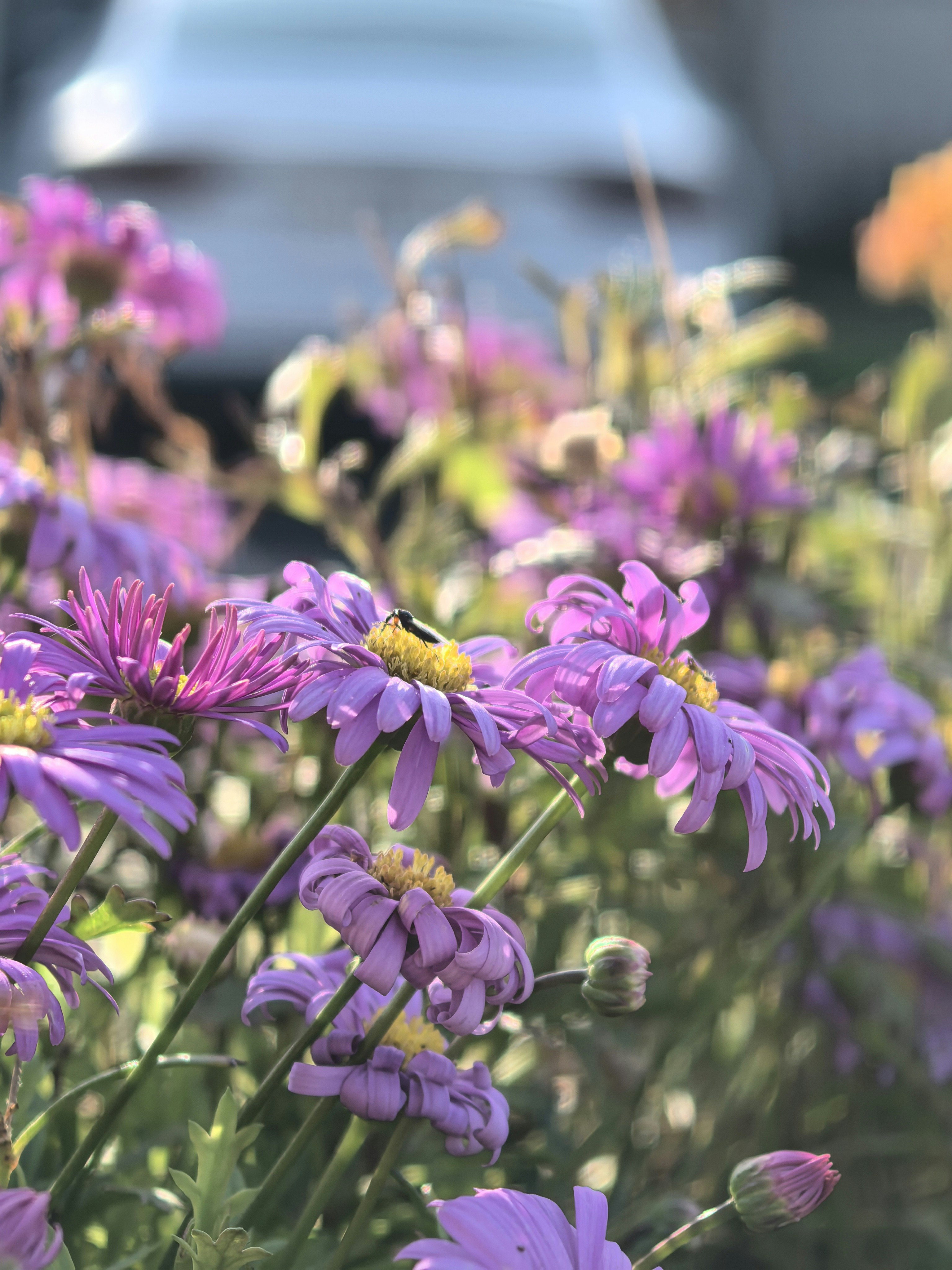 Bee on a Lavender Daisy in Morning Light