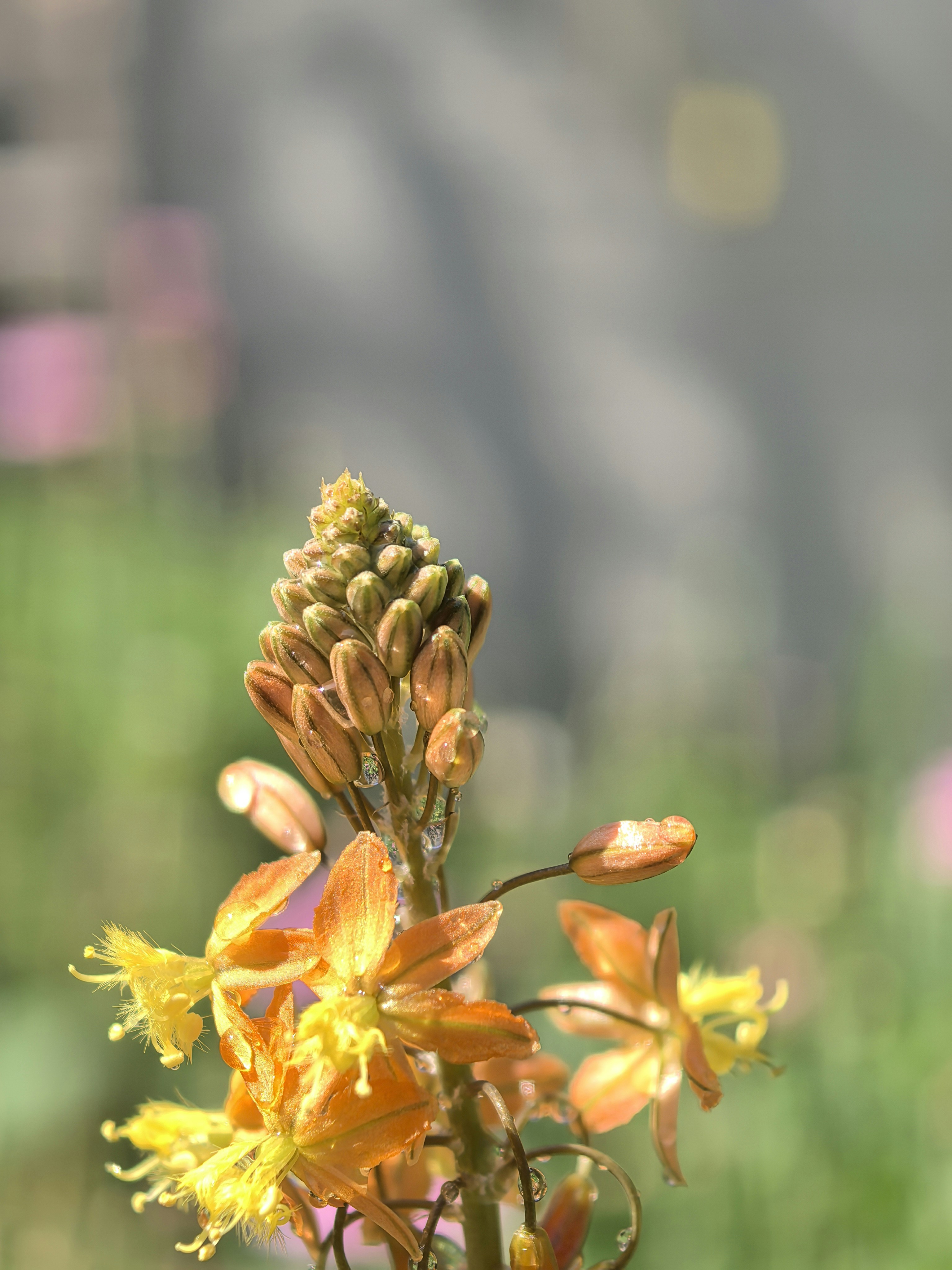 Amber Cluster in Velvet Green Blur