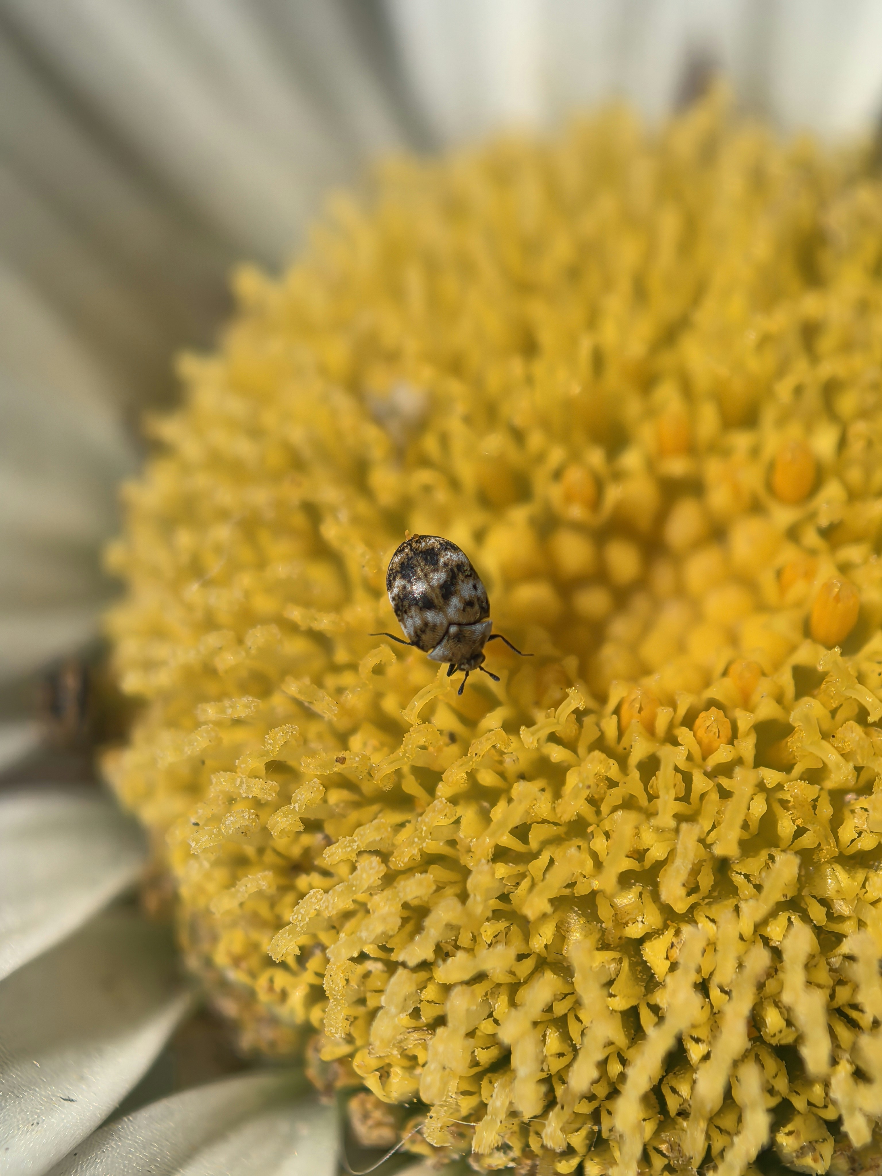 Tiny Traveler on a Golden Crown
