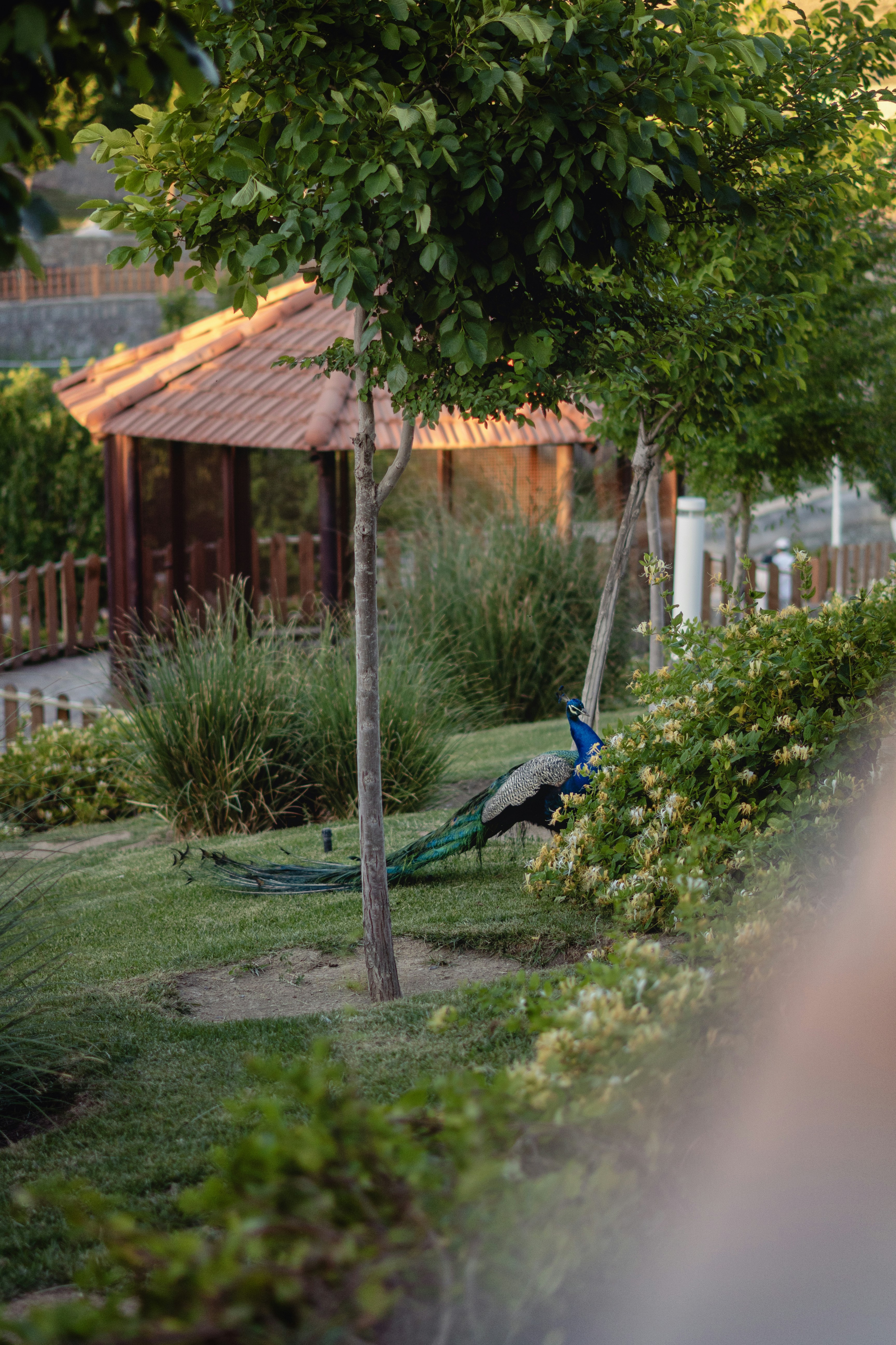 Serenity in a Green Oasis