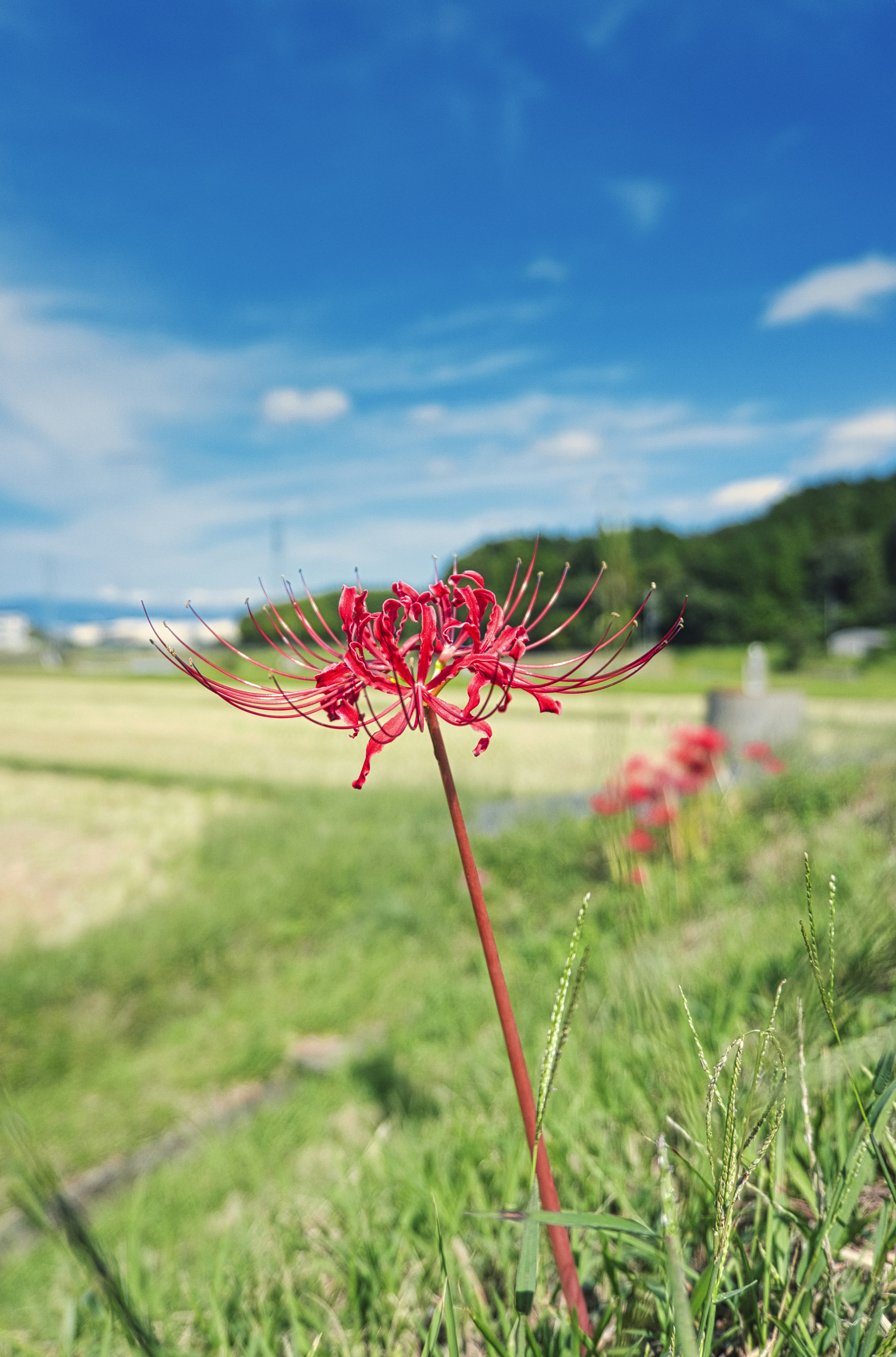 Photo by SRTgraphy with Sony Alpha 6400