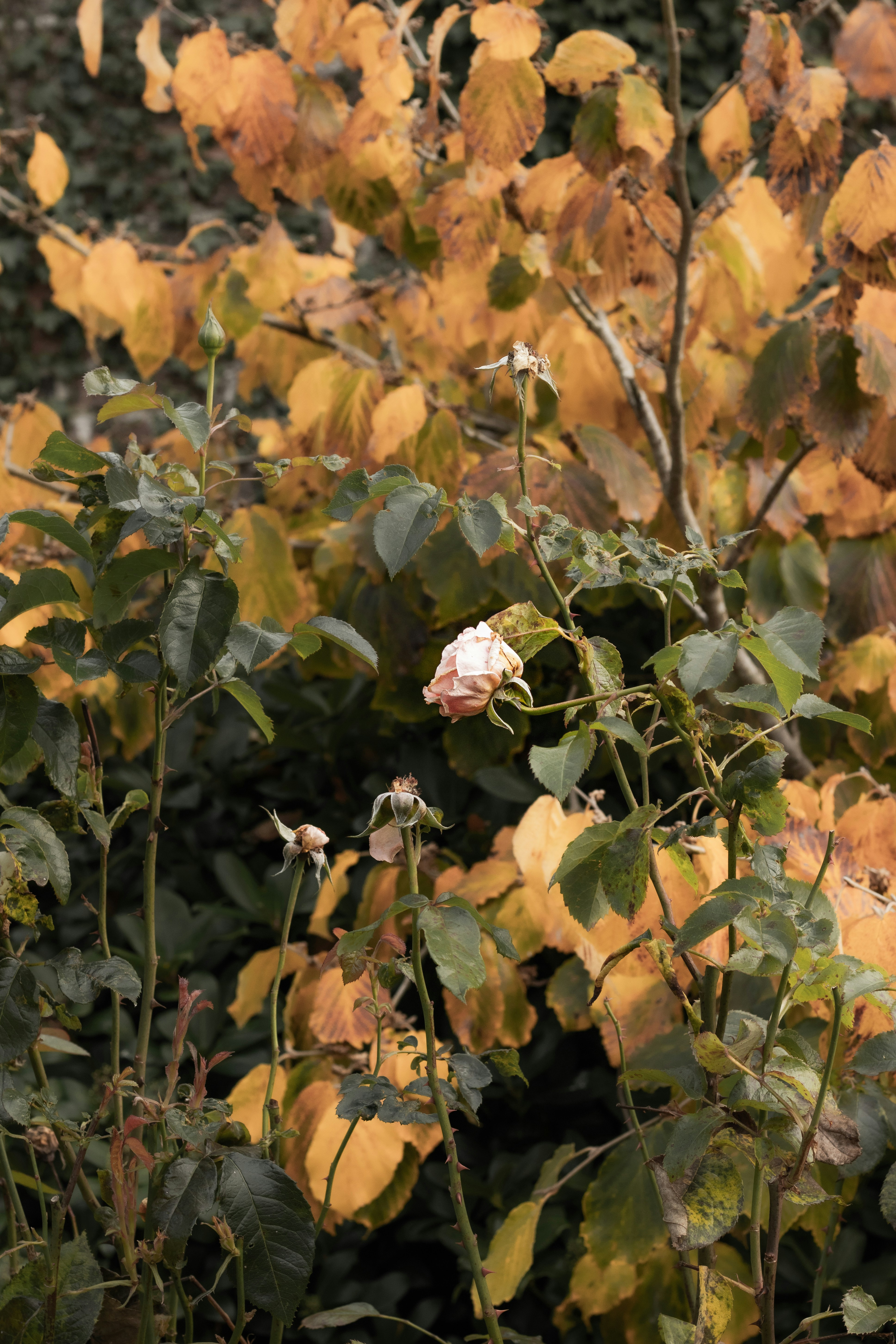 Blush Rose Amid Amber Veil: A Quiet Autumn Bloom