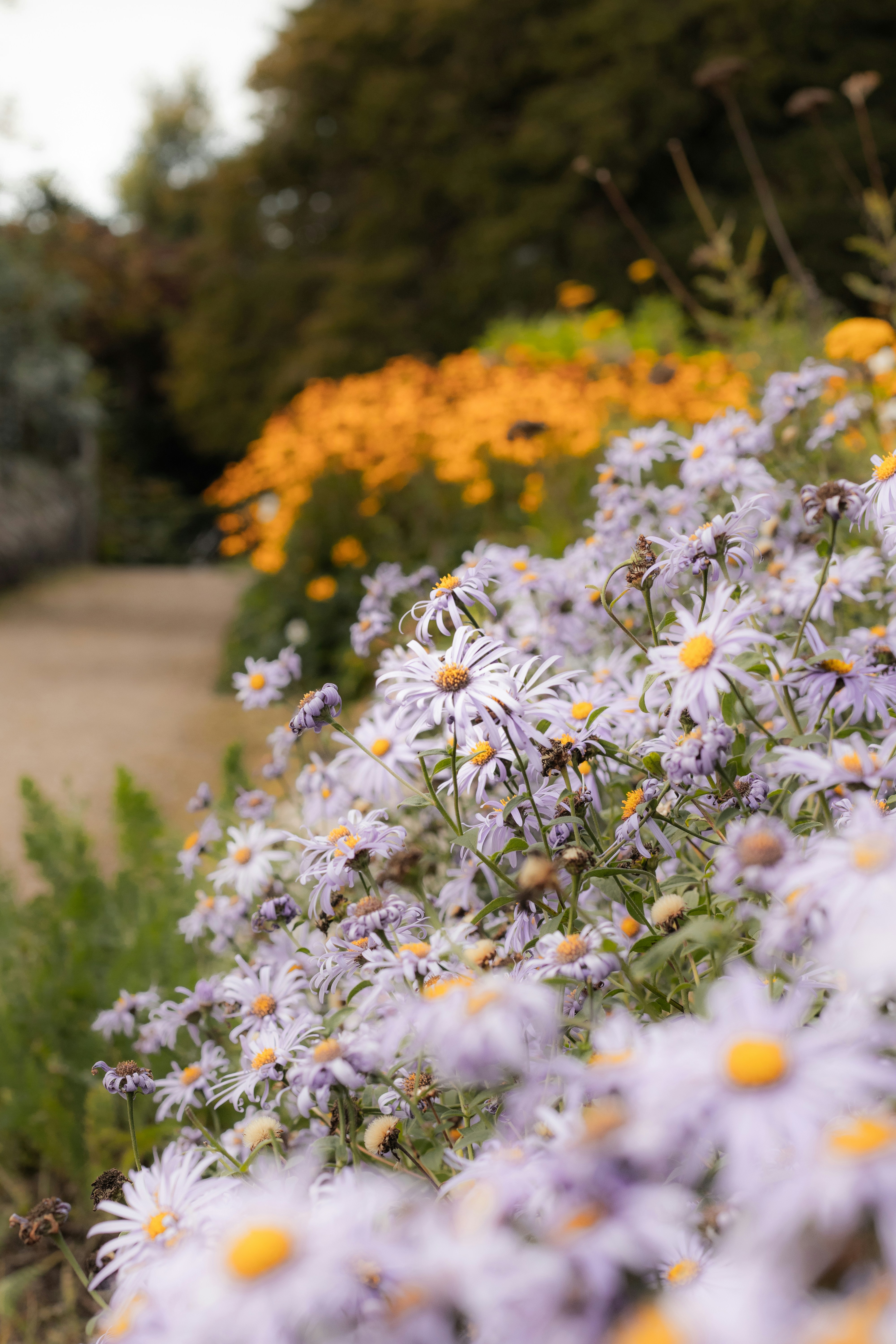 A Symphony of Blooms: Lavender and Gold