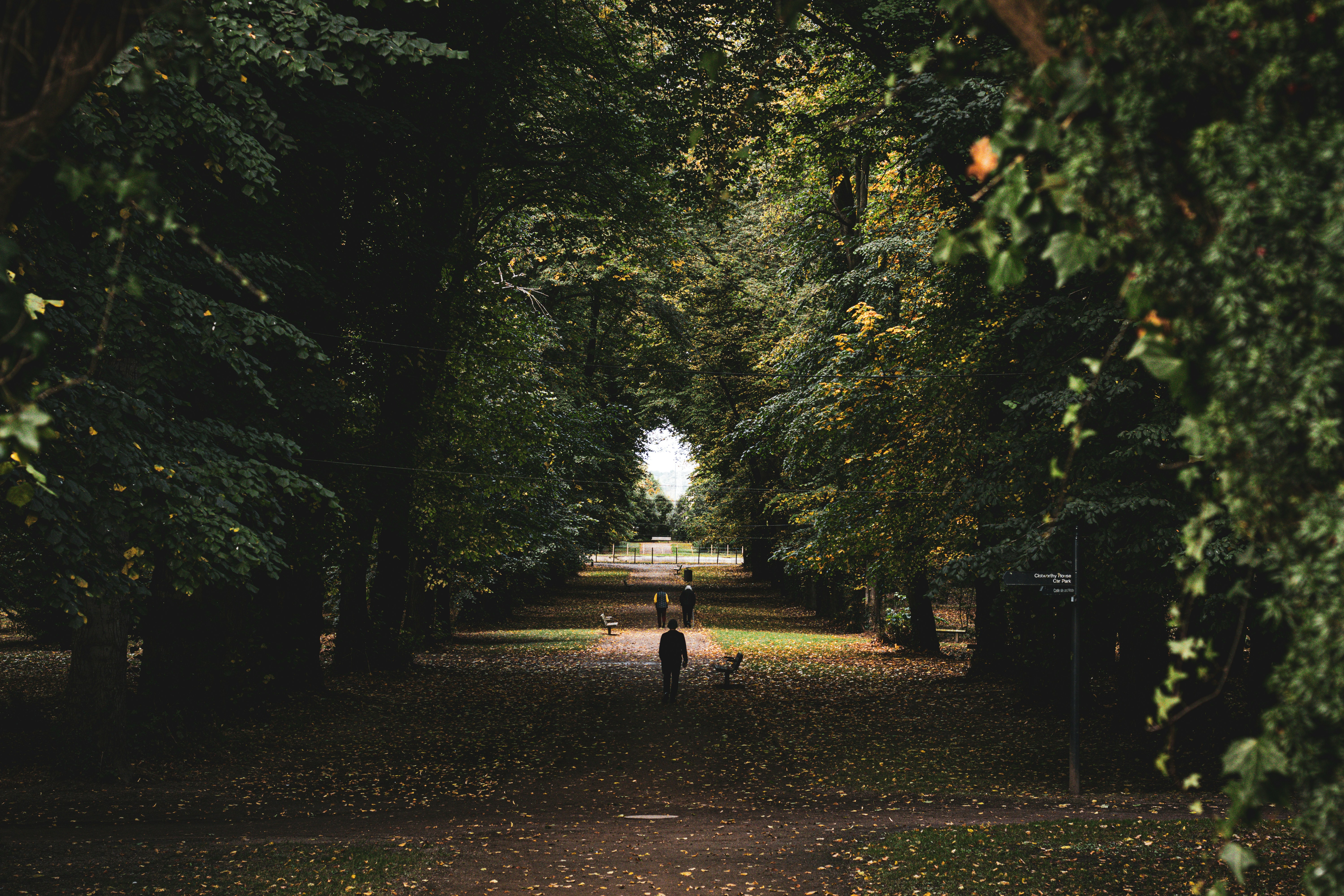 Light at the End of the Canopy: A Quiet Park Walk