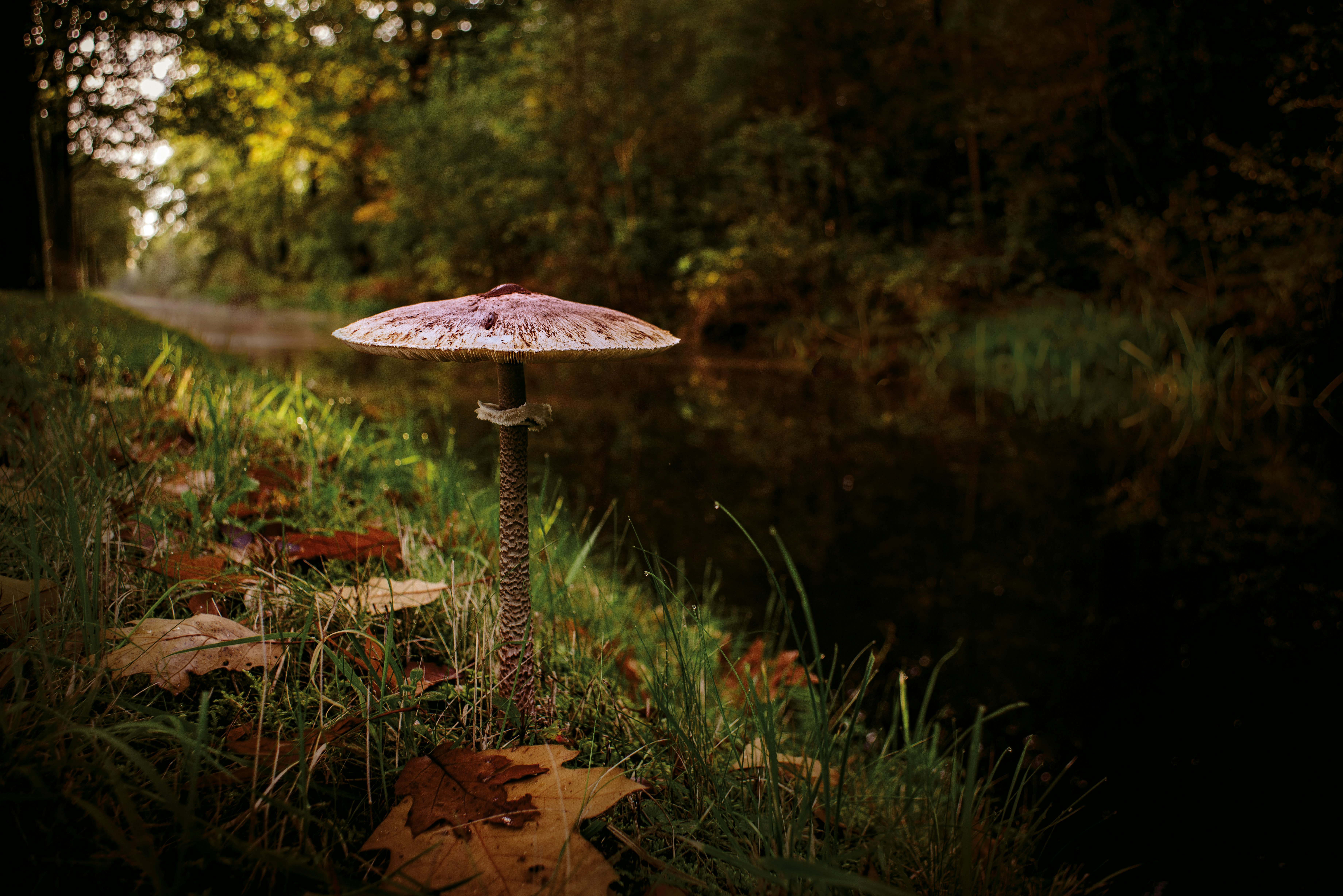 Whimsical Cap in Autumn's Embrace