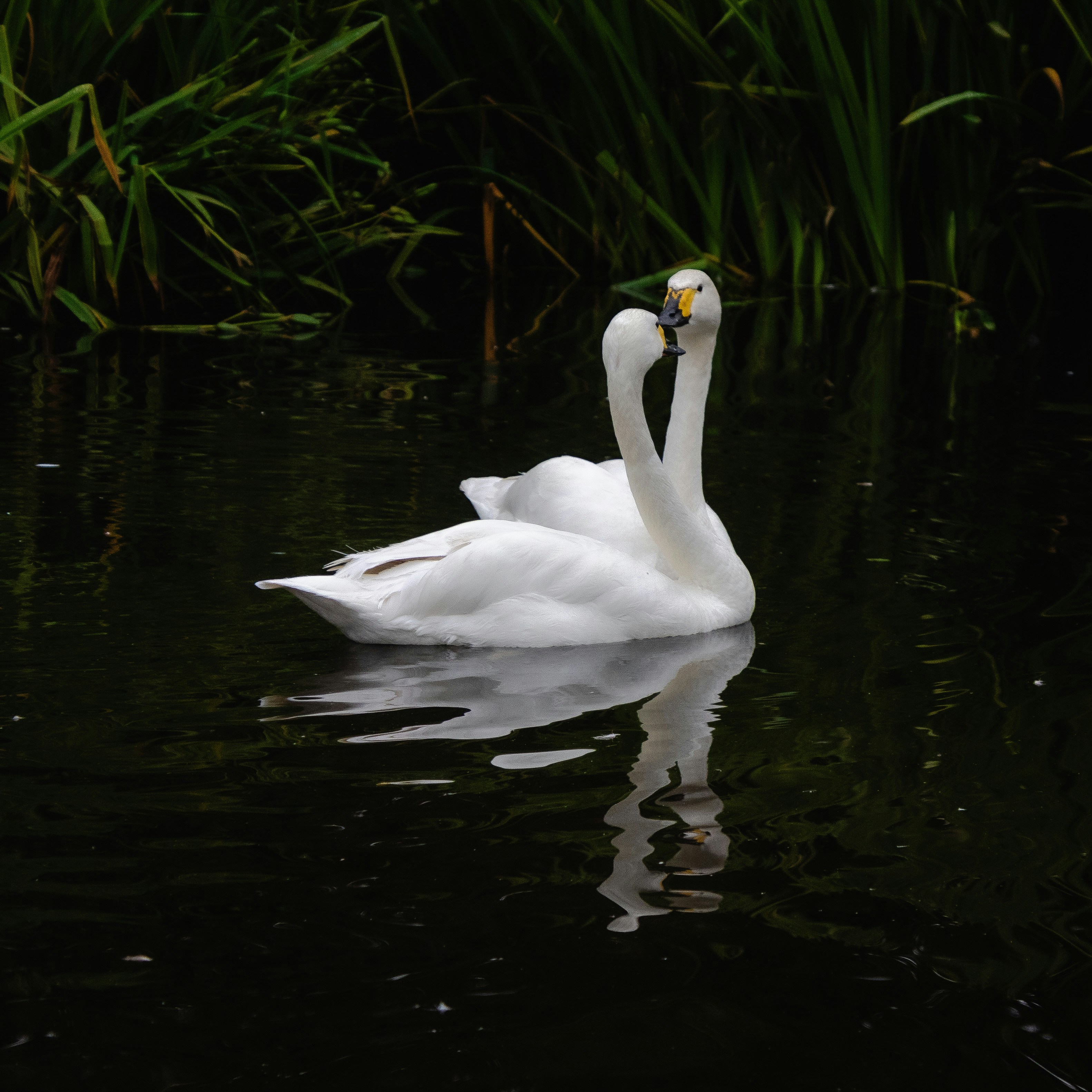 Two white swans reflecting in the water | A white swan is swimming in the water