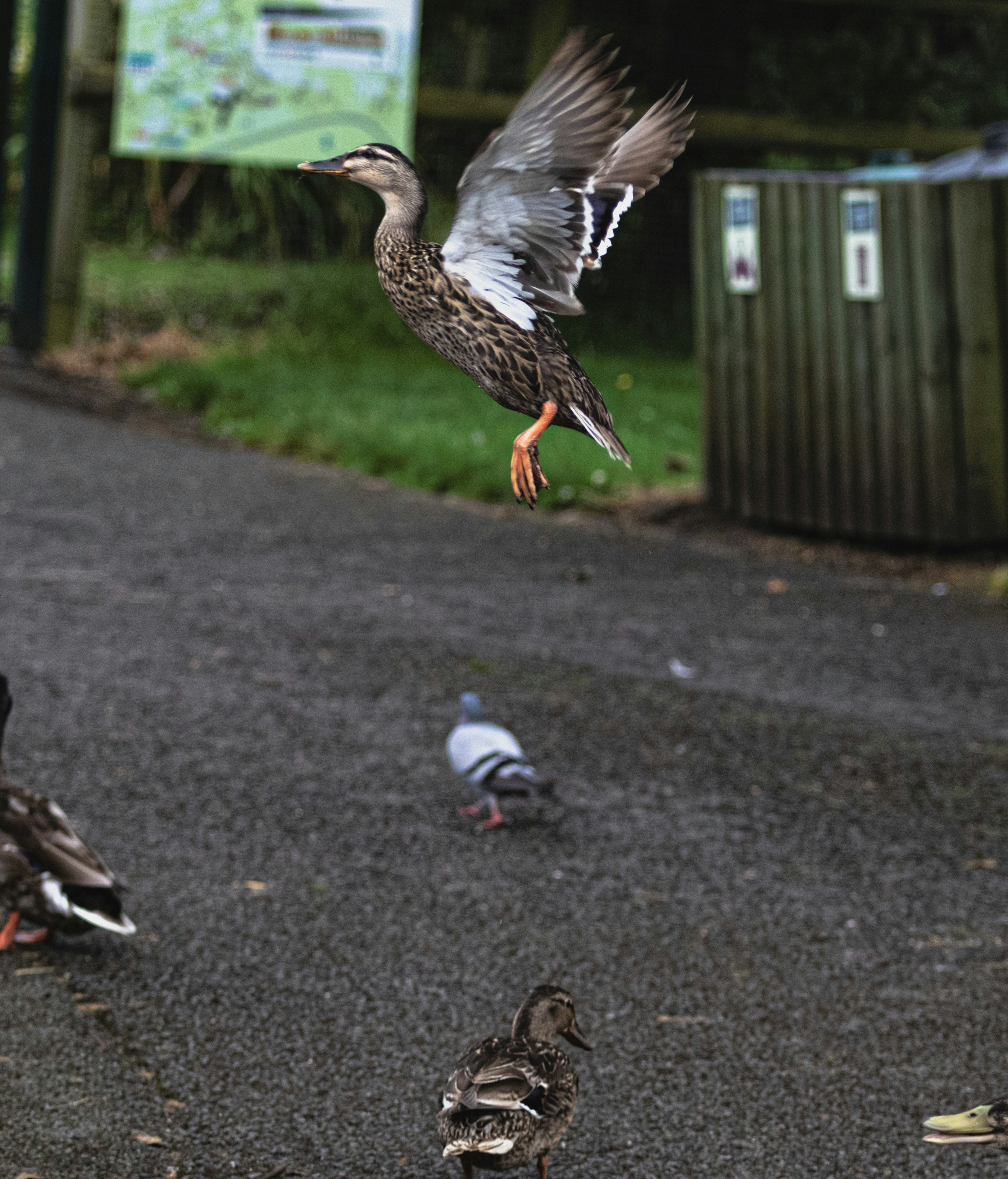 Emergence over the Gravel Path: a Mallard Takes Flight in the Park