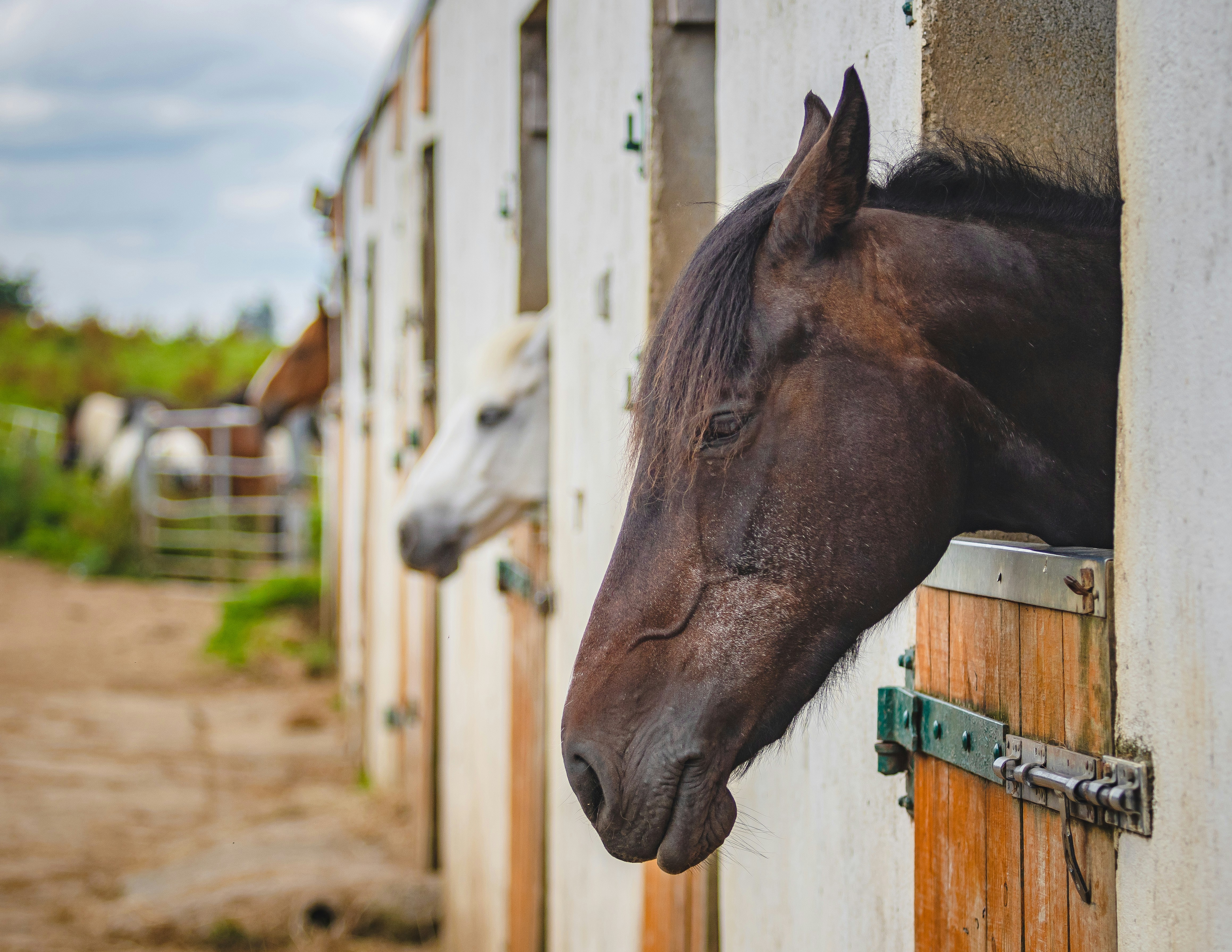 Horses peering from stable doors under a cloudy sky.