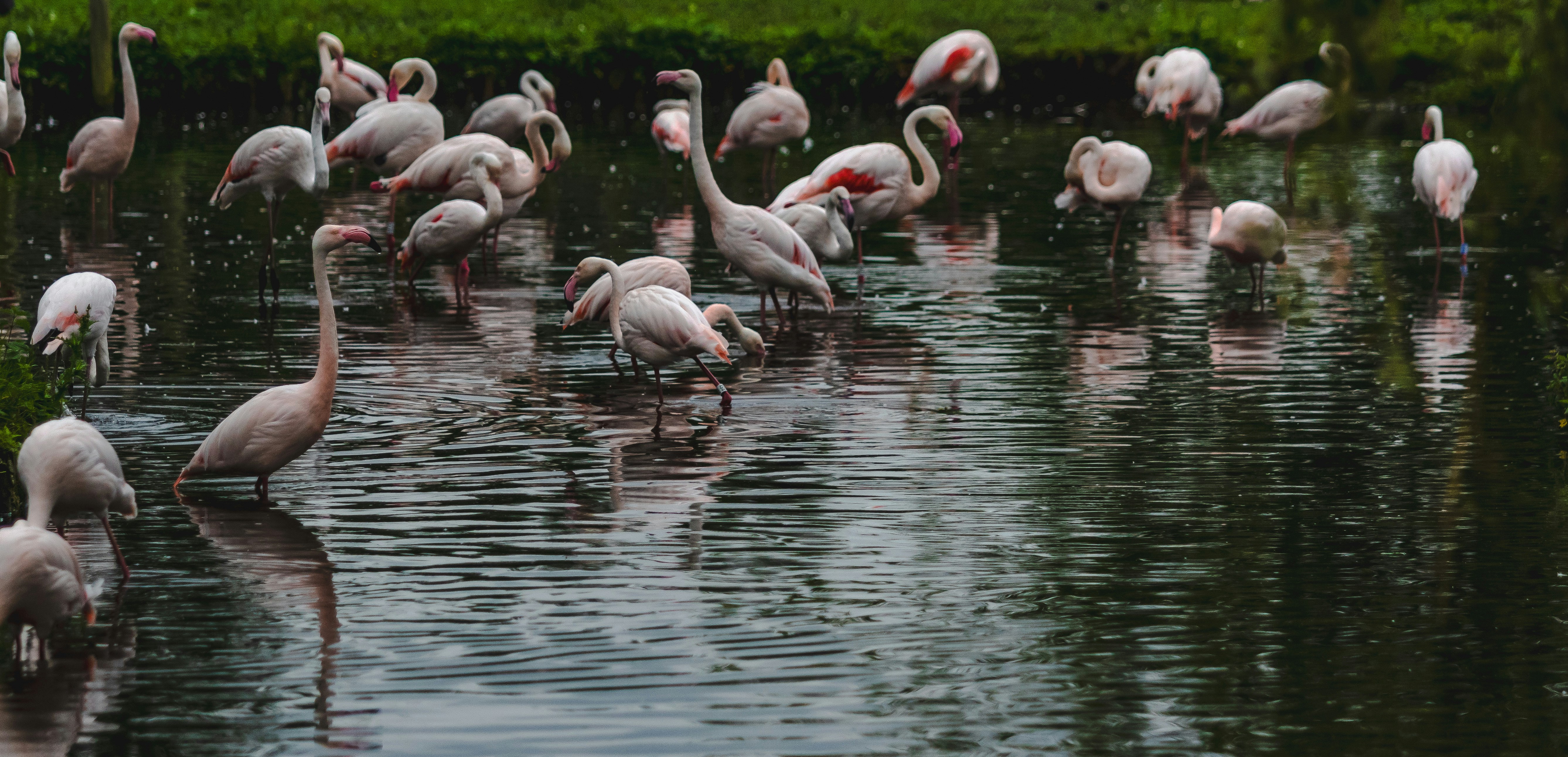 Flamingos in the water