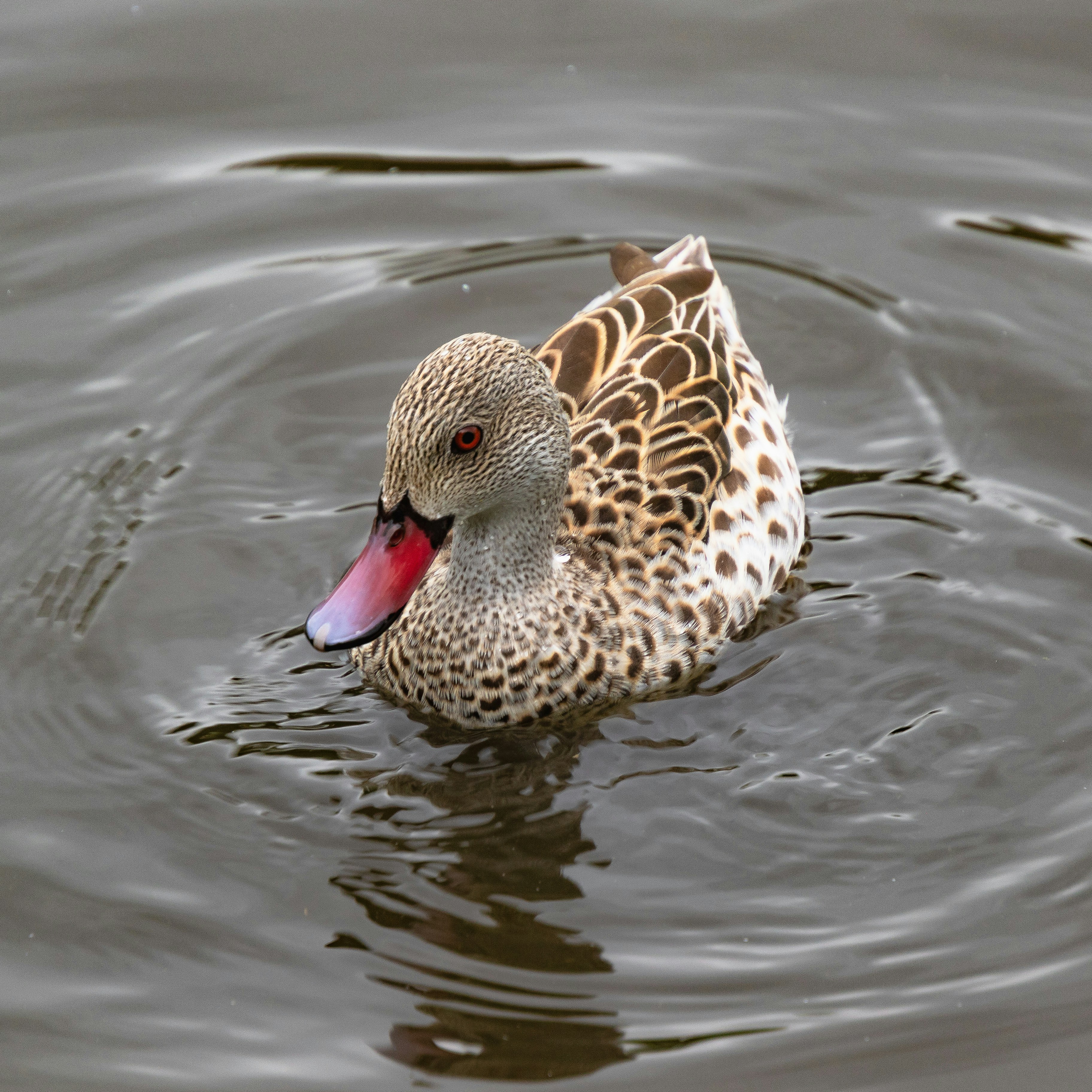 Bed beaked duck | A duck is swimming in the water with its tongue out