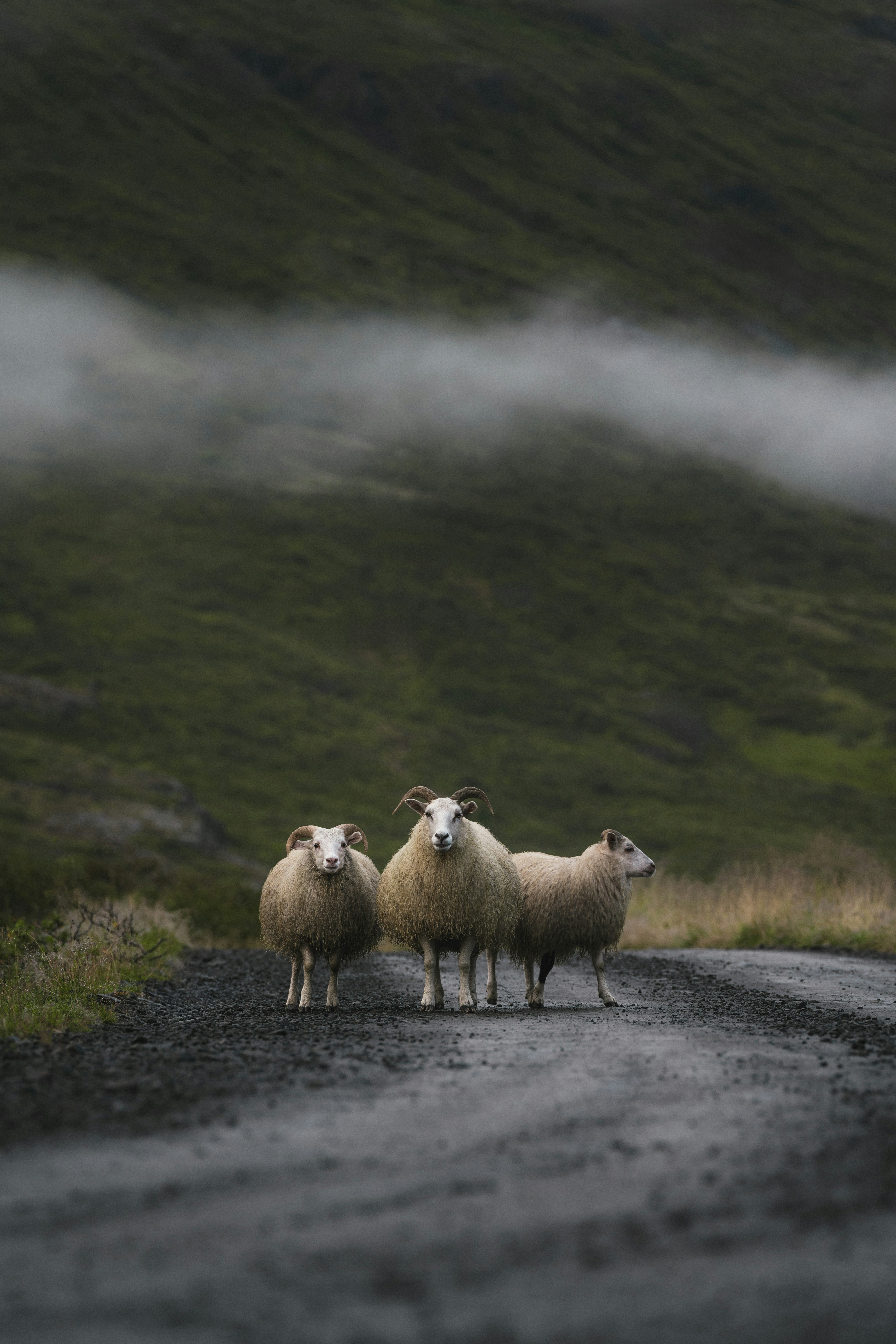 Three sheep standing on a gravel road in the mountains photo – Free ...