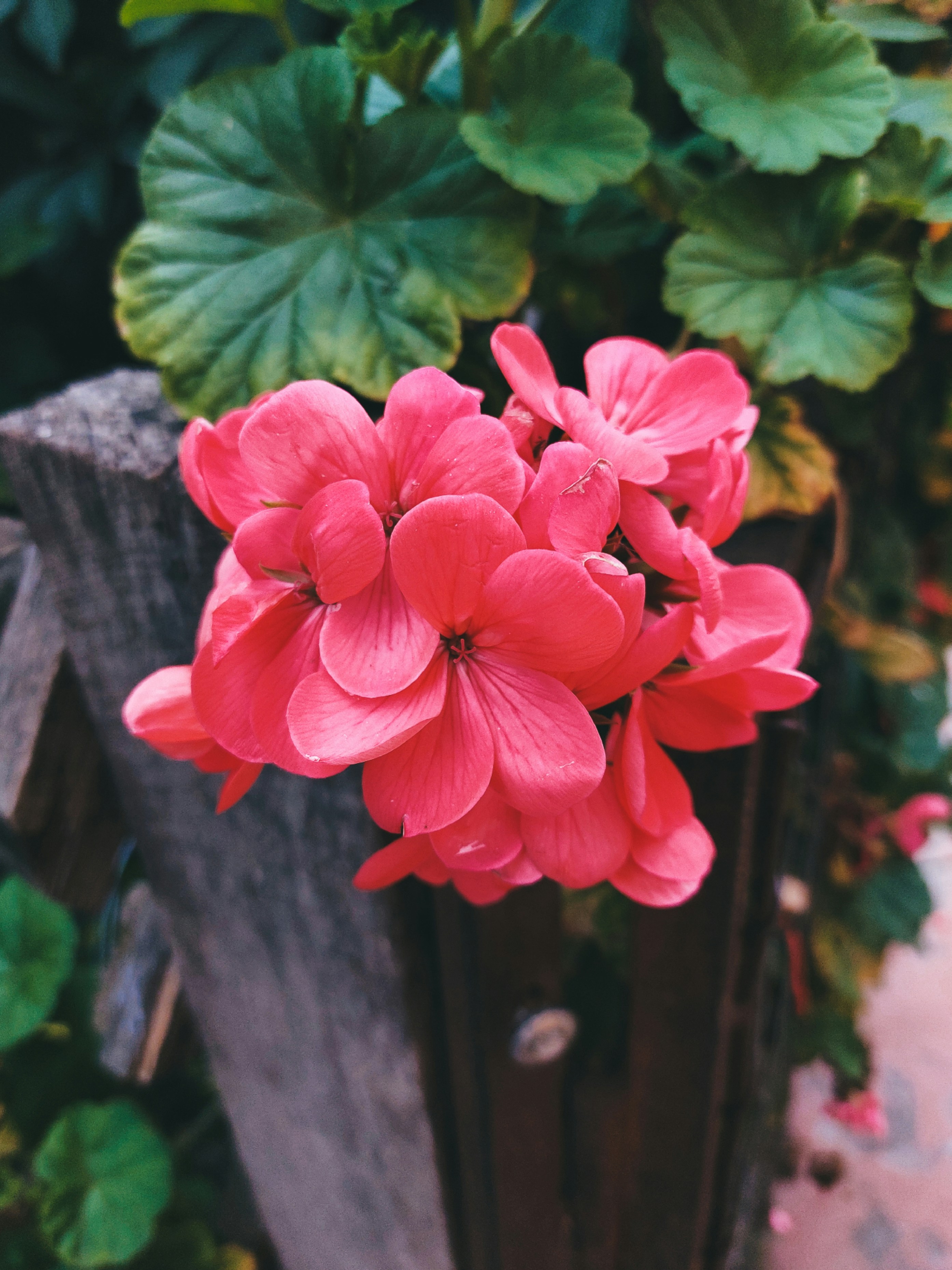 Petals Against Weathered Wood: a Pink Geranium Moment