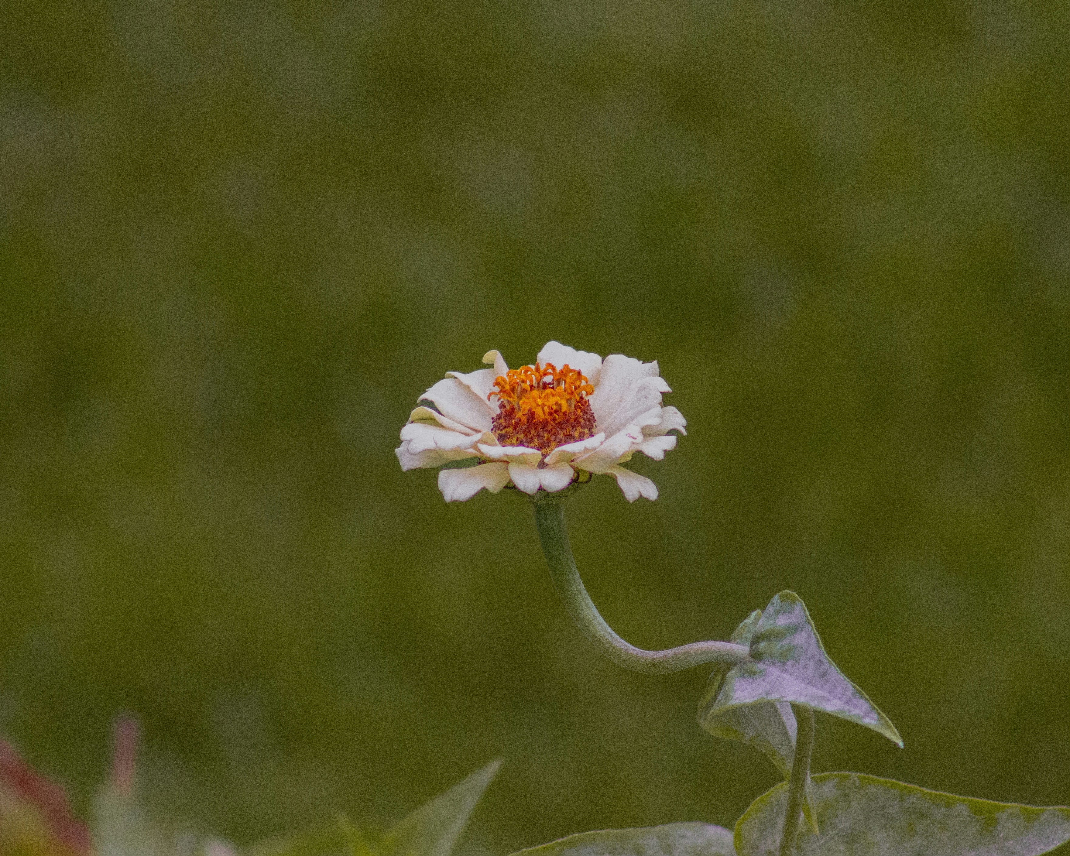 White flower with a red center against a blurred green background.