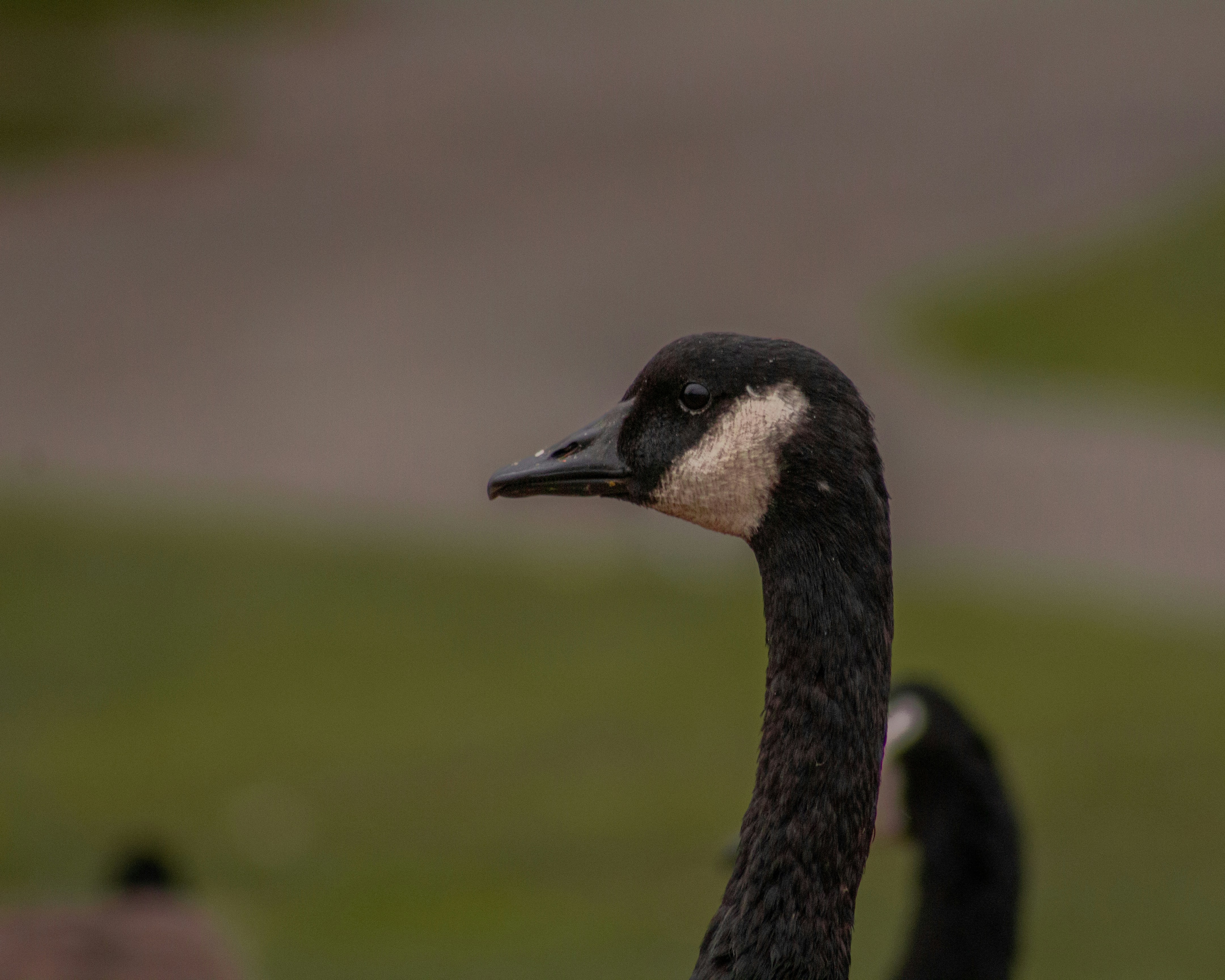 Shadowed Grace: Close-Up of a Black Swan in a Quiet Park