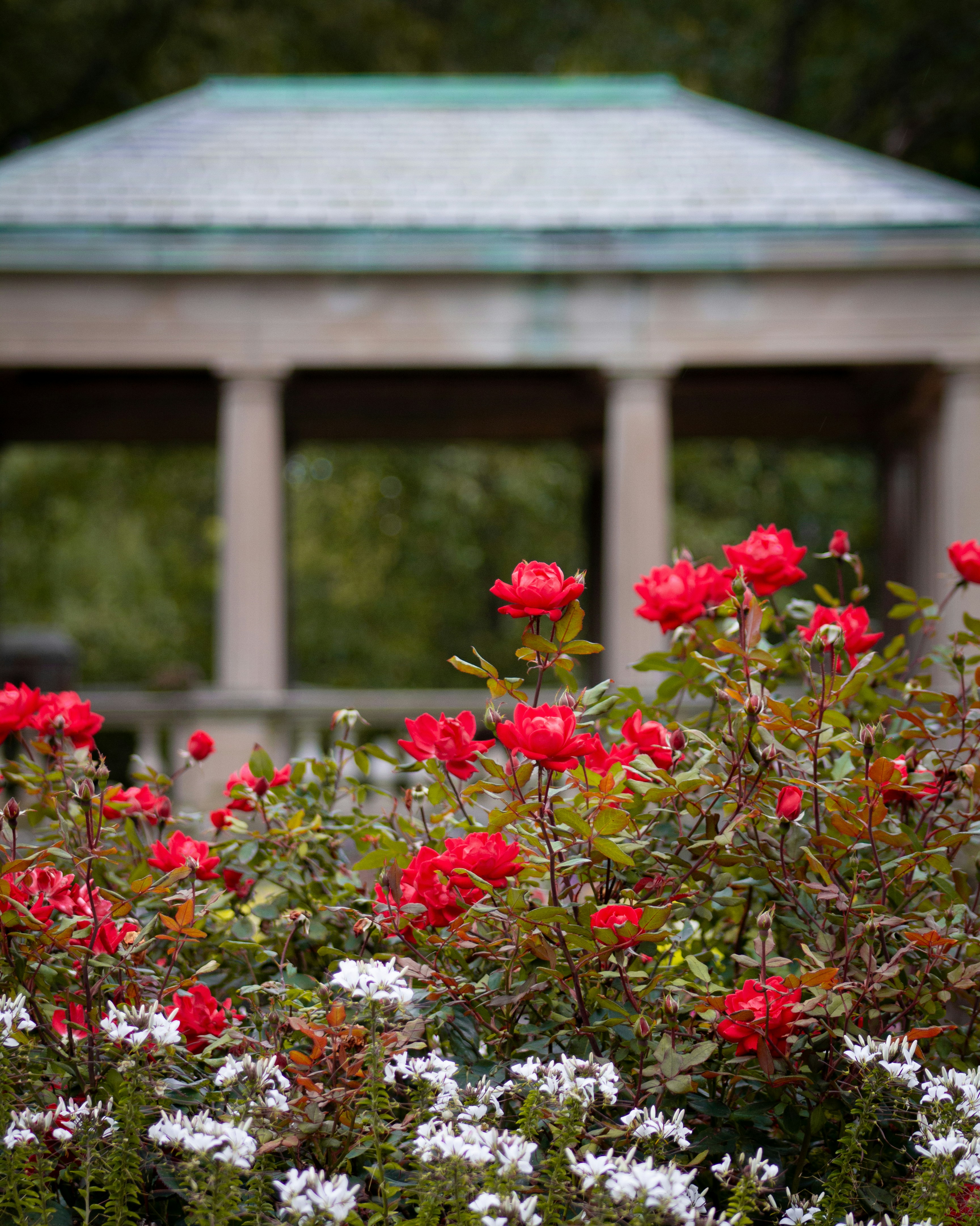 Scarlet Roses Framing a Quiet Pergola