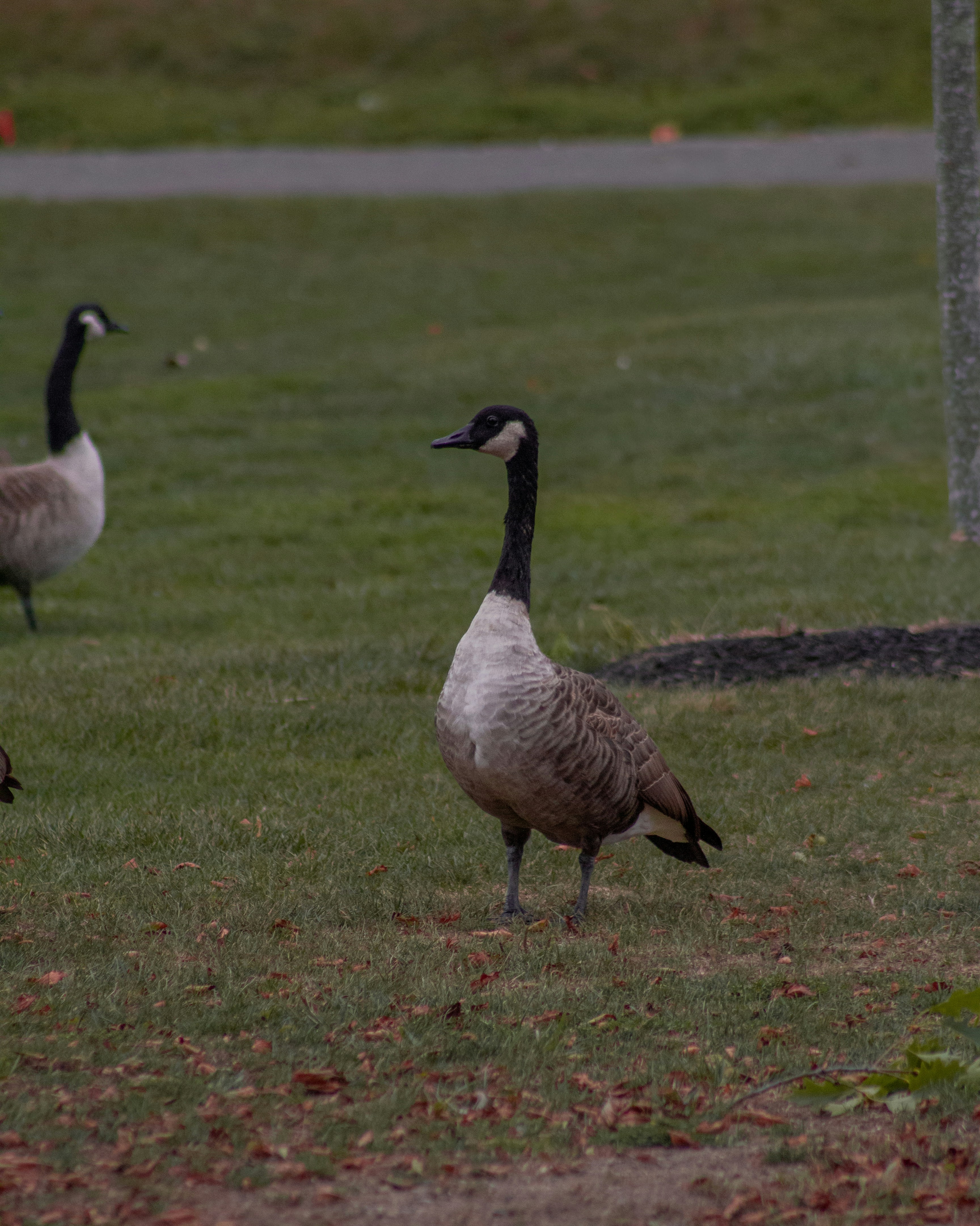 Gander on the Green: A Quiet Park Portrait