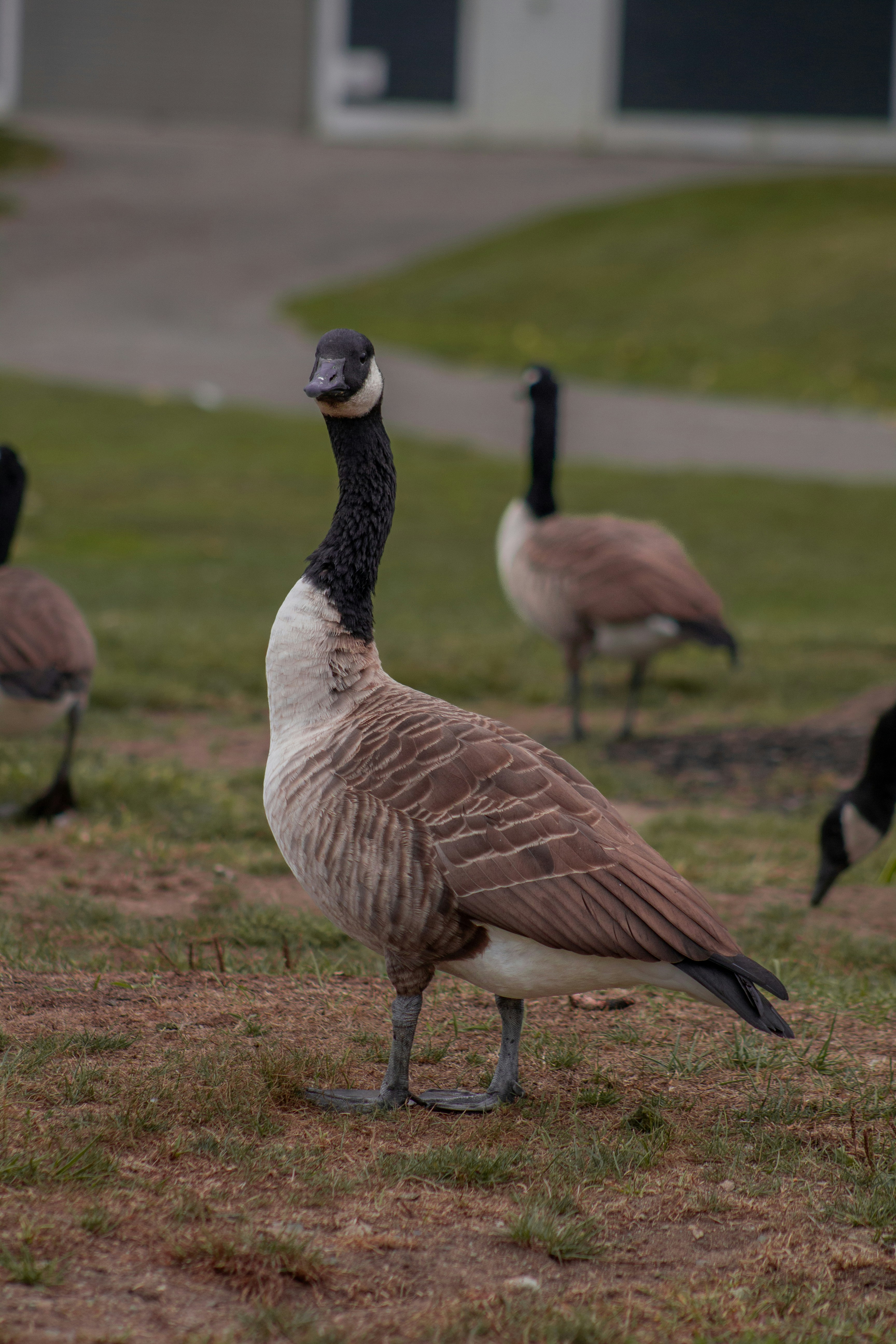 Dominant Canada Goose in the Foreground, Soft-Blurred Park Flock Behind