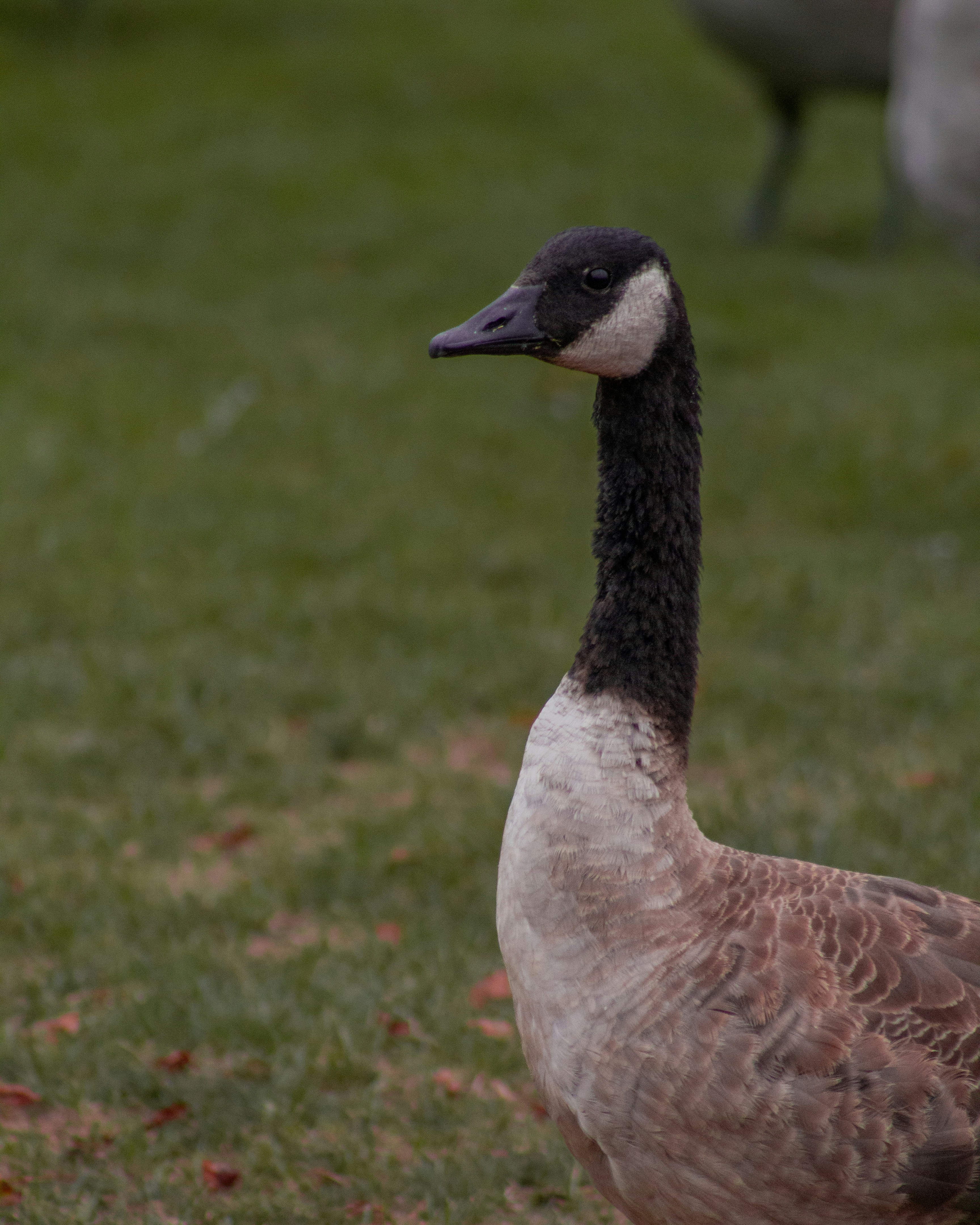 Graceful Canada Goose Portrait Beneath Subtle Sunset Hues