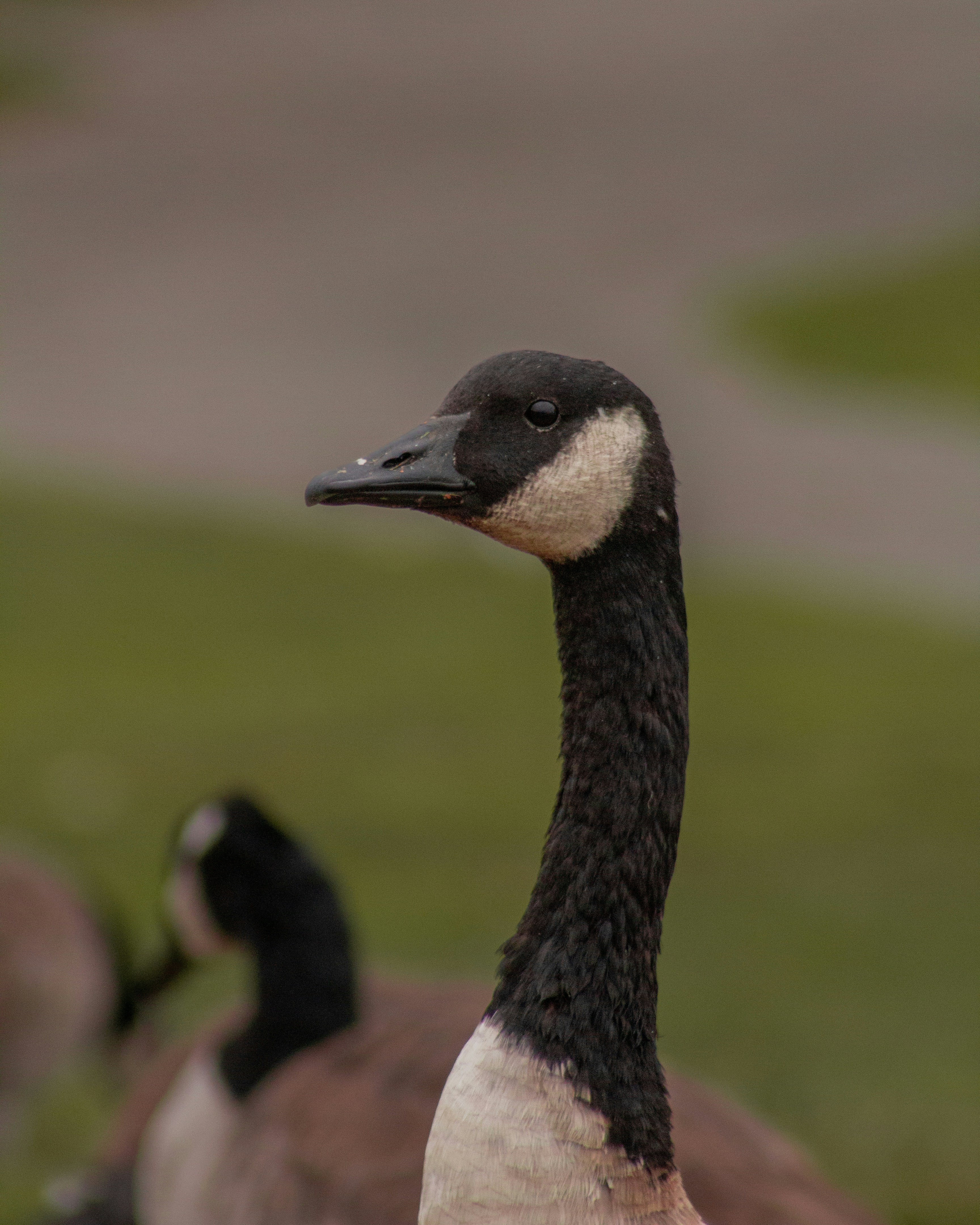 Portrait of a Canada Goose: Sharp Head Against a Soft Wetland Blur
