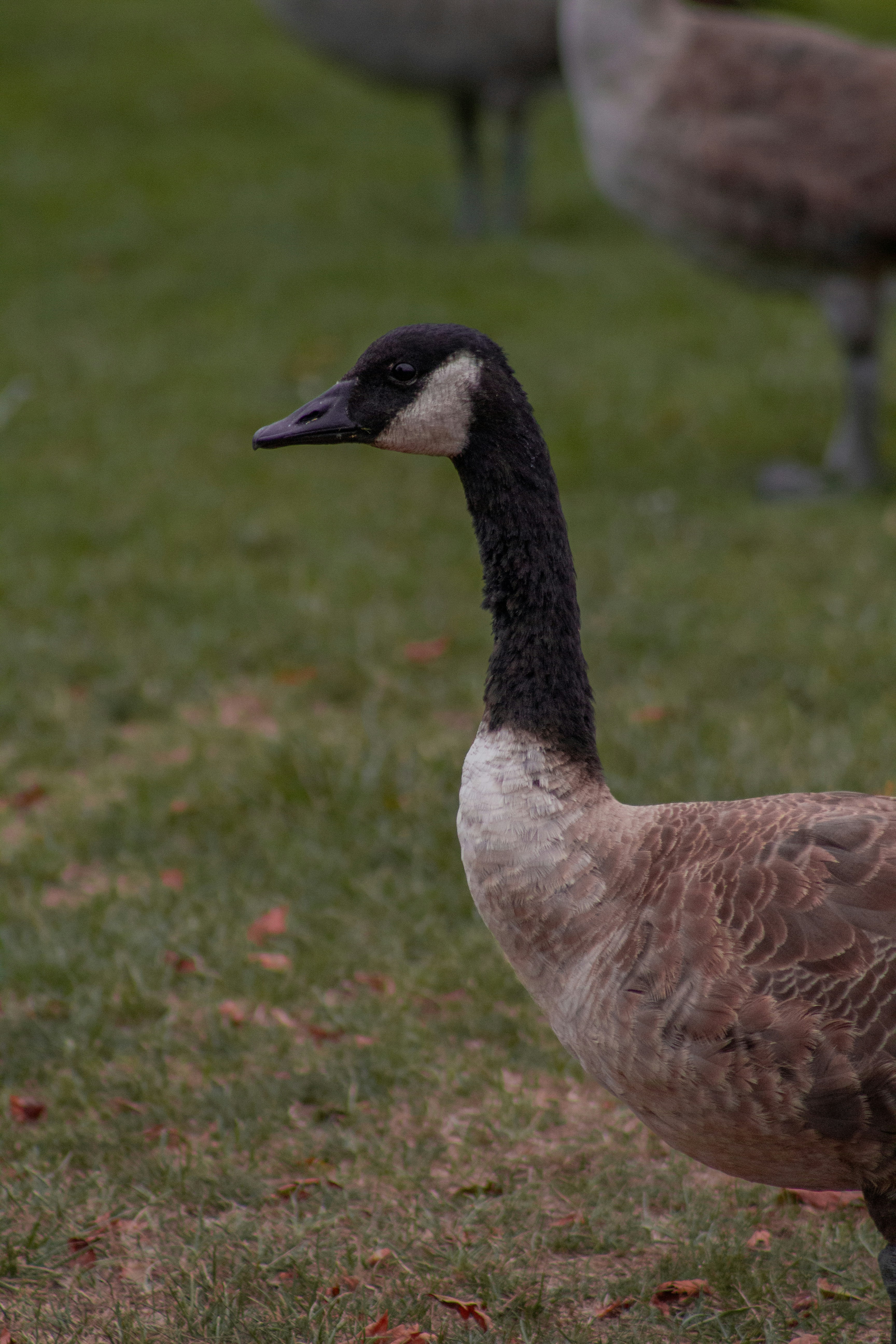 Elegant Neck in Focus: A Black-Headed Canada Goose Strolls Across the Grass