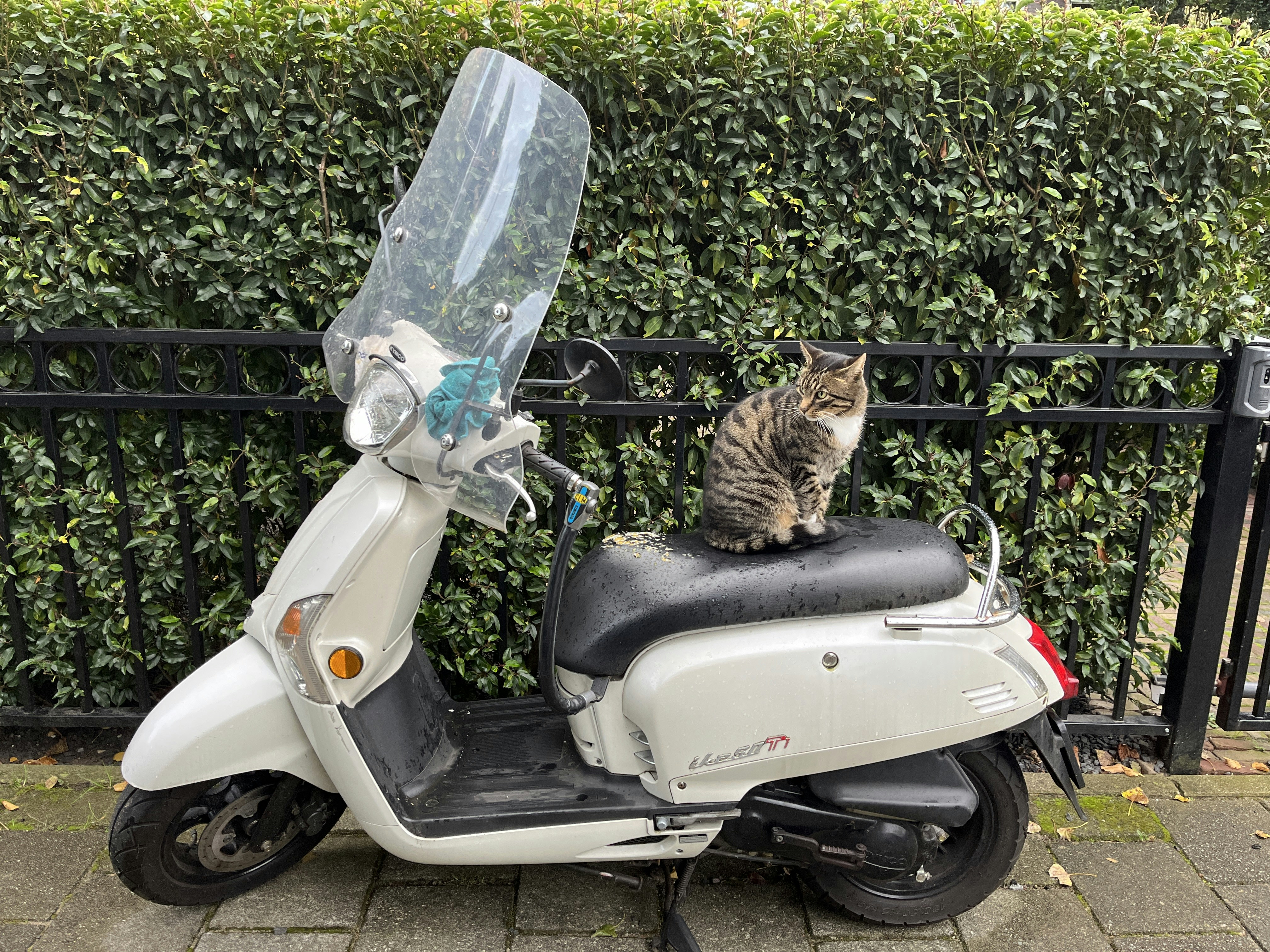 Whiskers on a White Scooter: A Quiet Street Moment