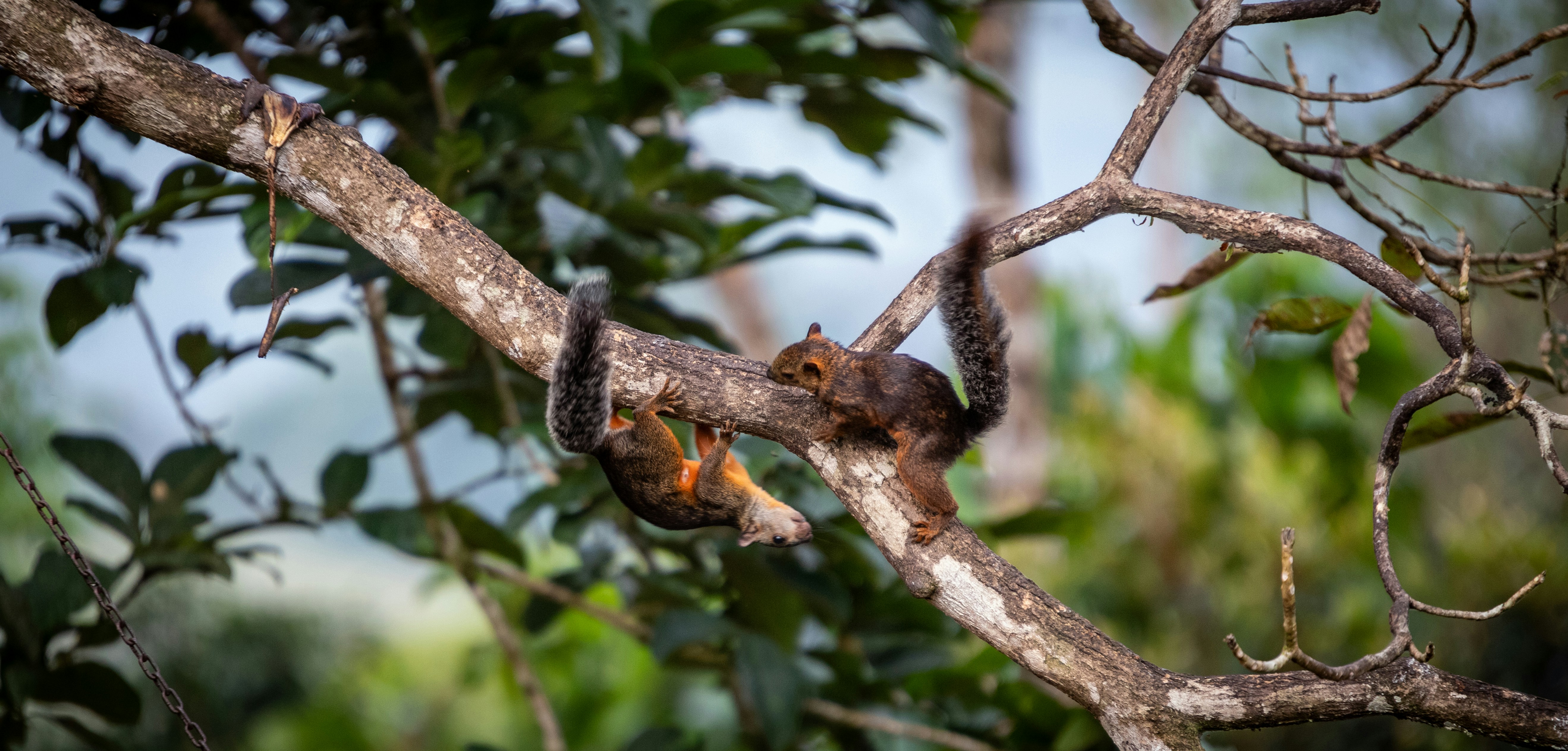 Squirrel on a Sunlit Branch: A Quiet Canopy Moment