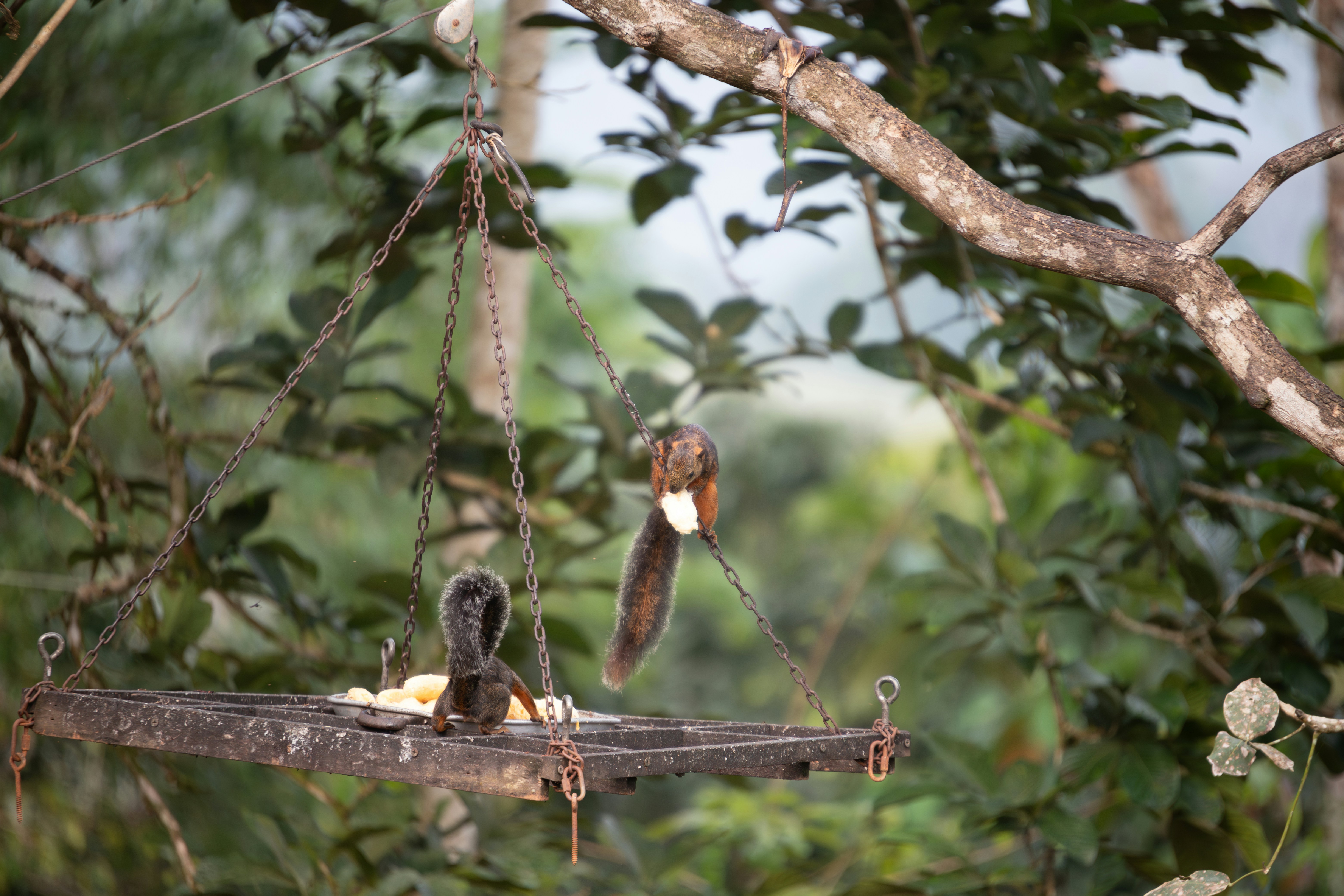 Two Finches at a Weathered Hanging Feeder Amid Greenery