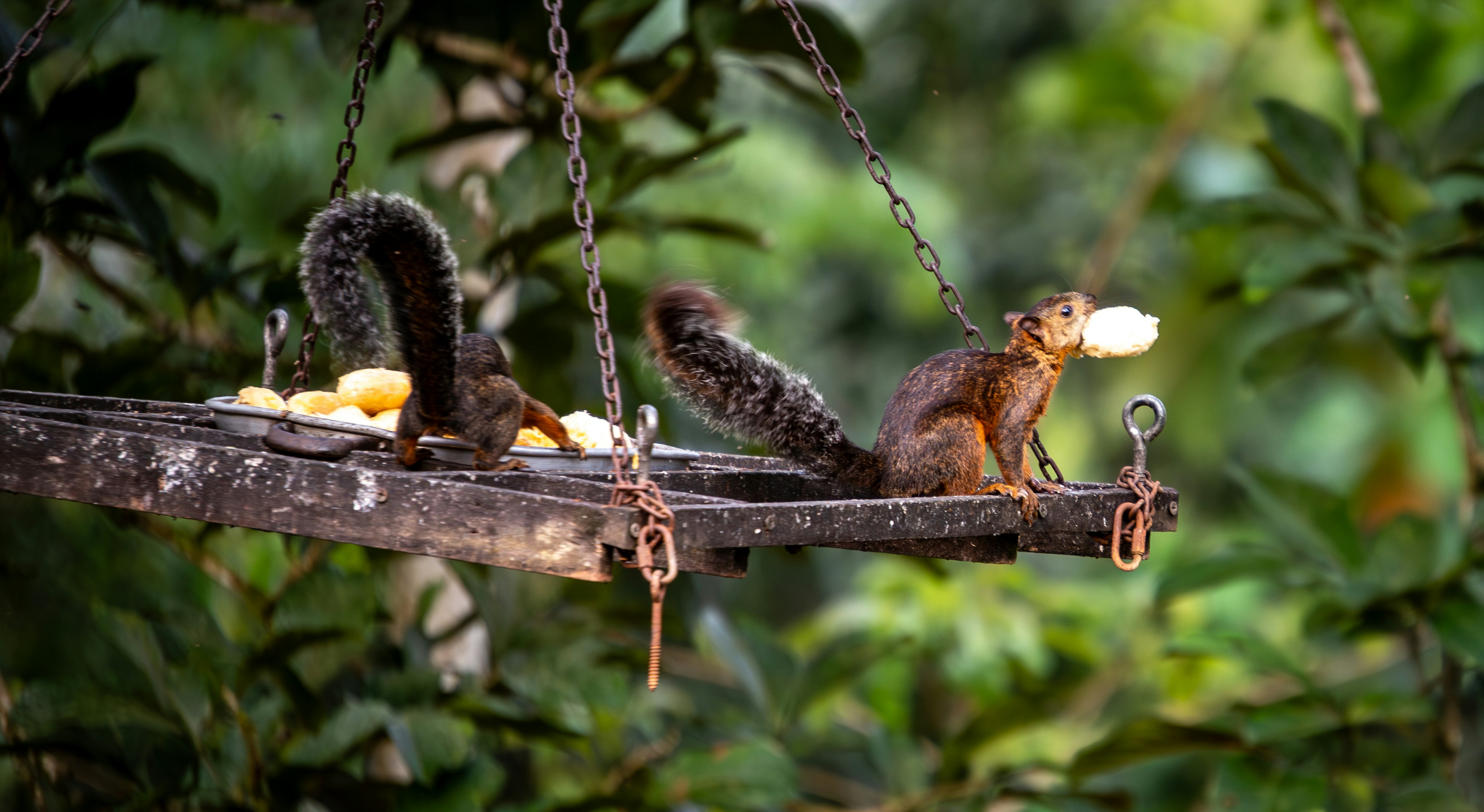 Nutty Rendezvous on a Weathered Feeder Swing