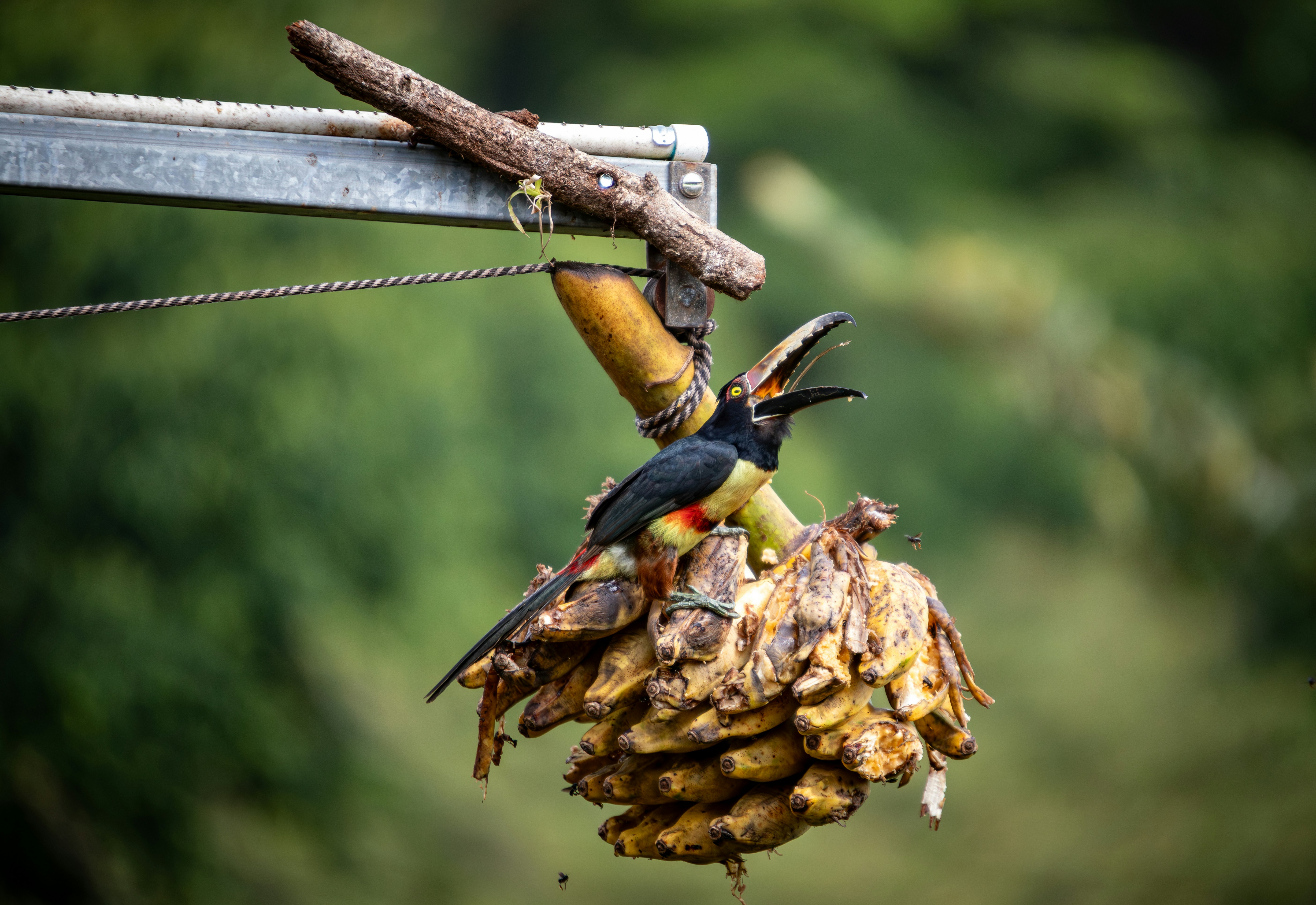 Feathered Forager Delights in a Banana Bouquet Beneath a Metal Frame