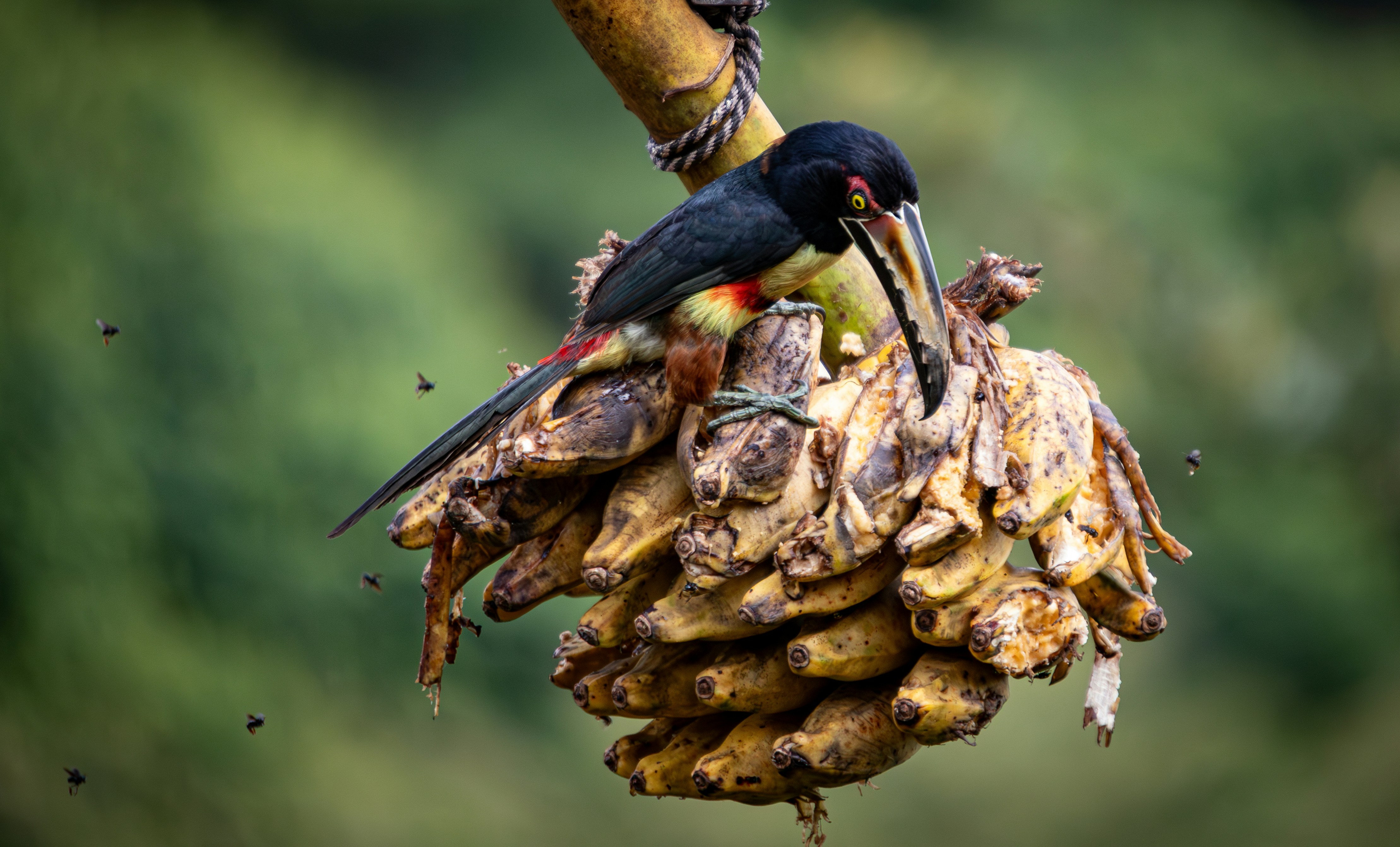 toucan, aracari, tropical bird, bananas, feeding, black beak, colorful bird, fruit feeder, rainforest, exotic bird, tropical wildlife, perched, banana bunch, avian, jungle, vibrant feathers, nature, wildlife, Central America, South America, birdwatching, ornithology, wildlife photography, bird behavior, outdoor, nature photography, green background, food chain, perched bird, tropical environment, banana tree, toucan feeding