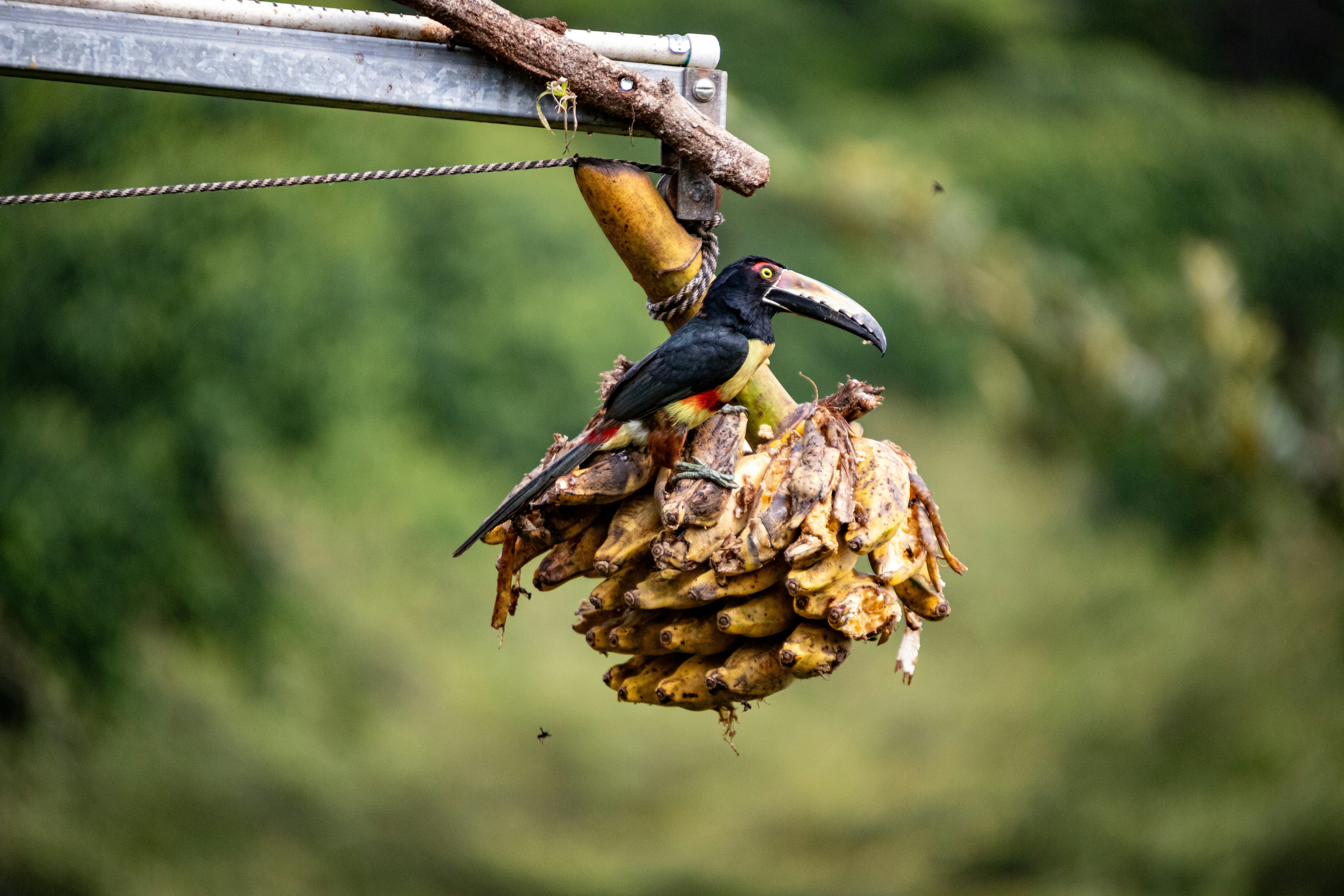 Toucan Sentinel on a Hanging Fruit Cone