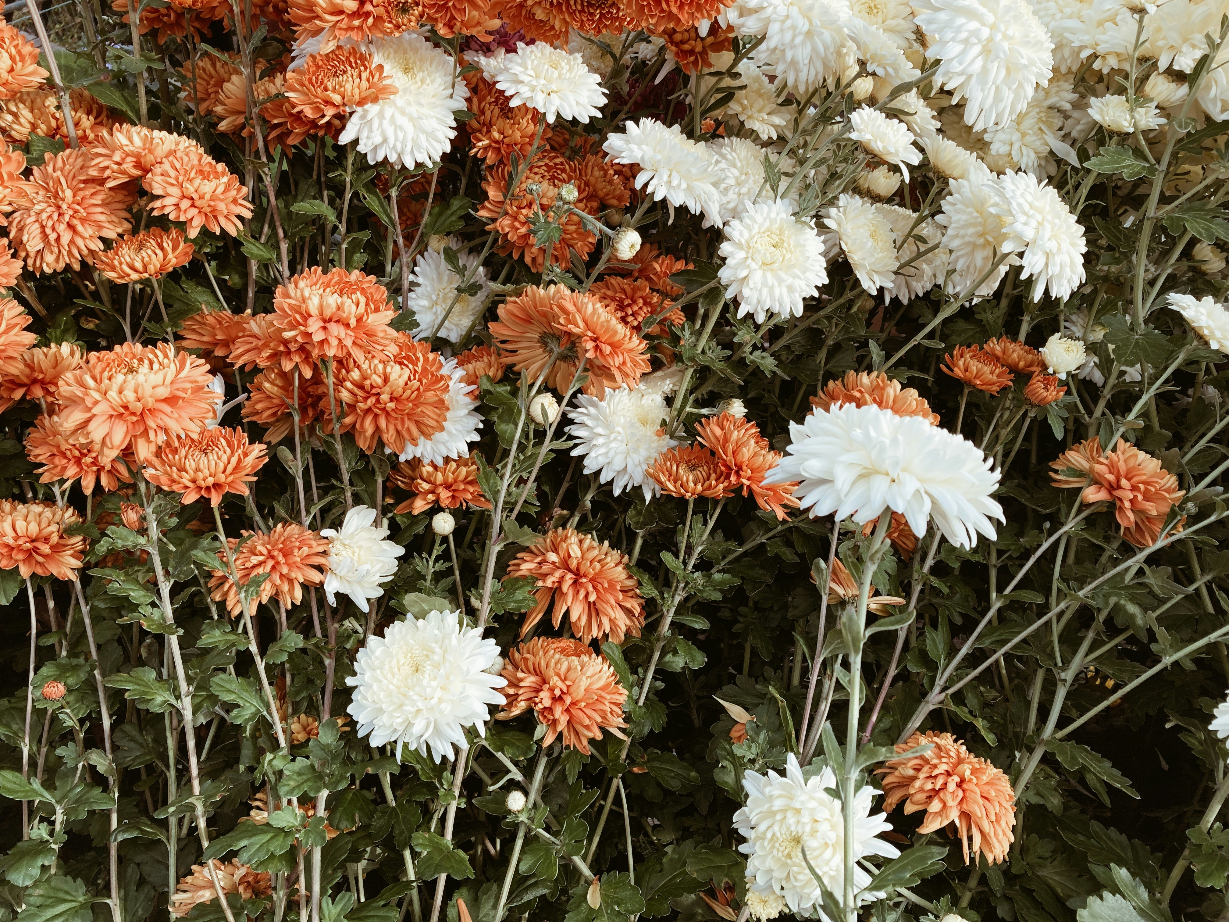 Sunlit Mosaic of Orange and Ivory Chrysanthemums in a Garden Bed