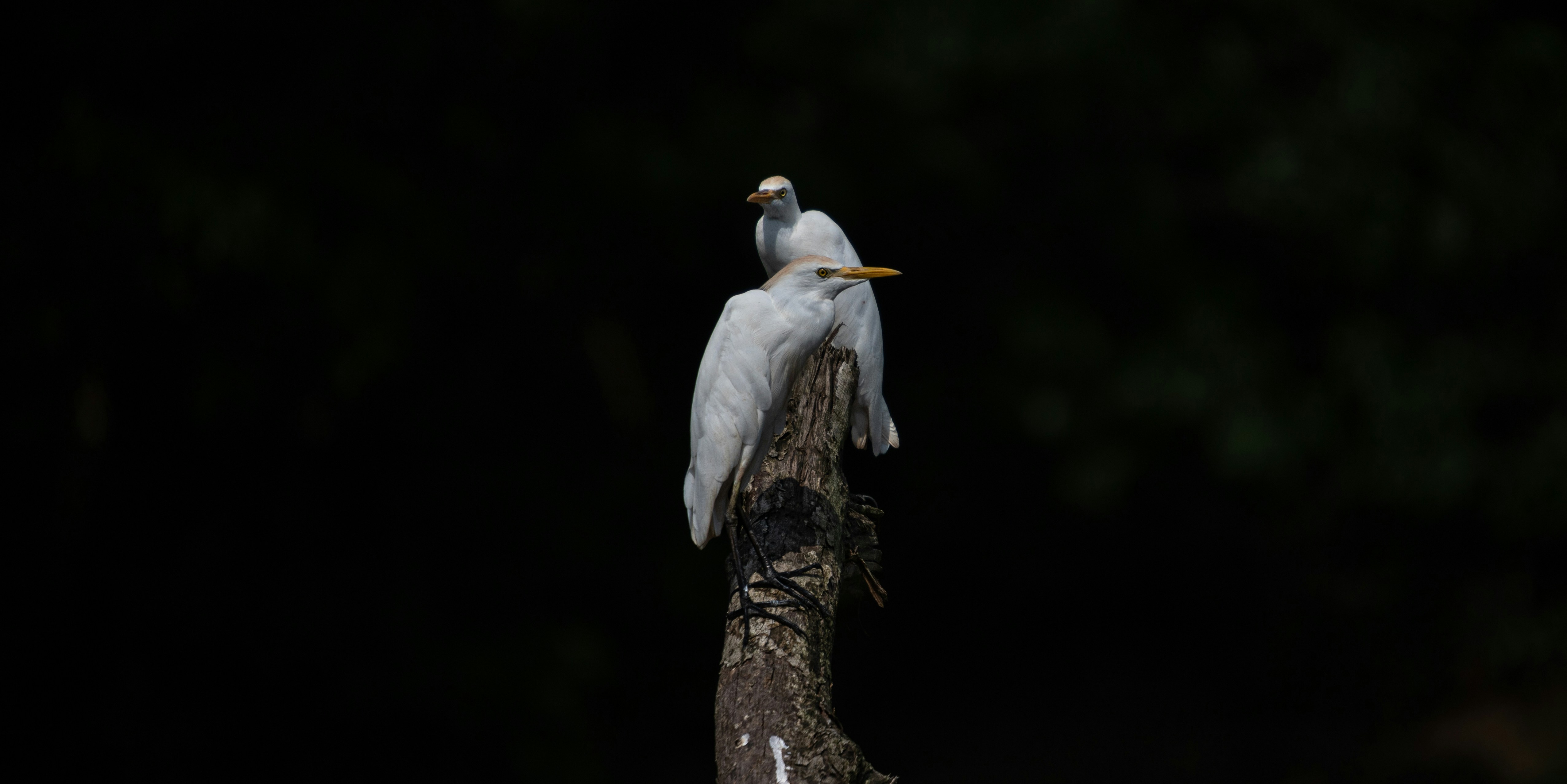 Egret on a Weathered Perch at Dusk