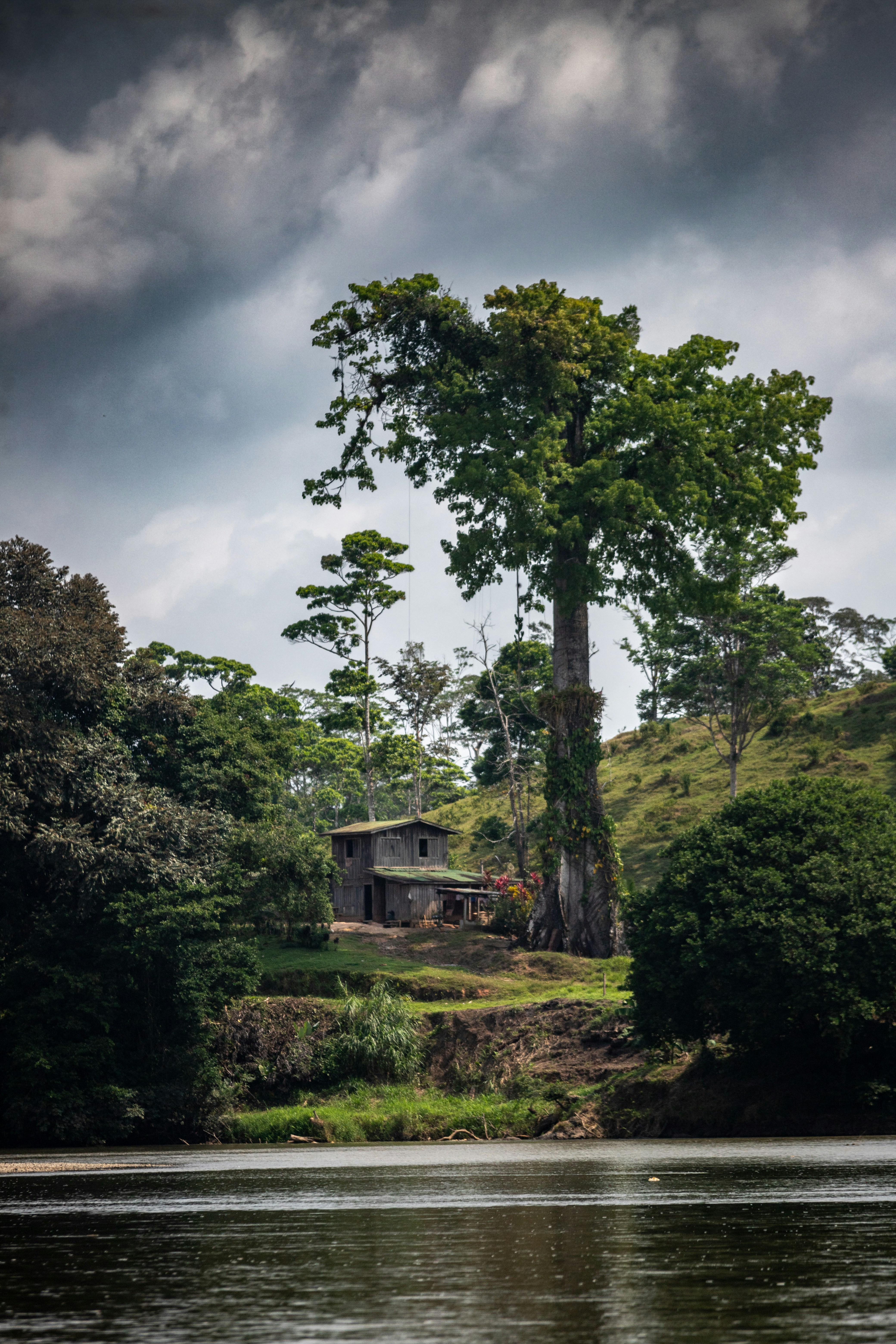 Verdant Sentinel by the River: A Lone House Beneath Ancient Trees