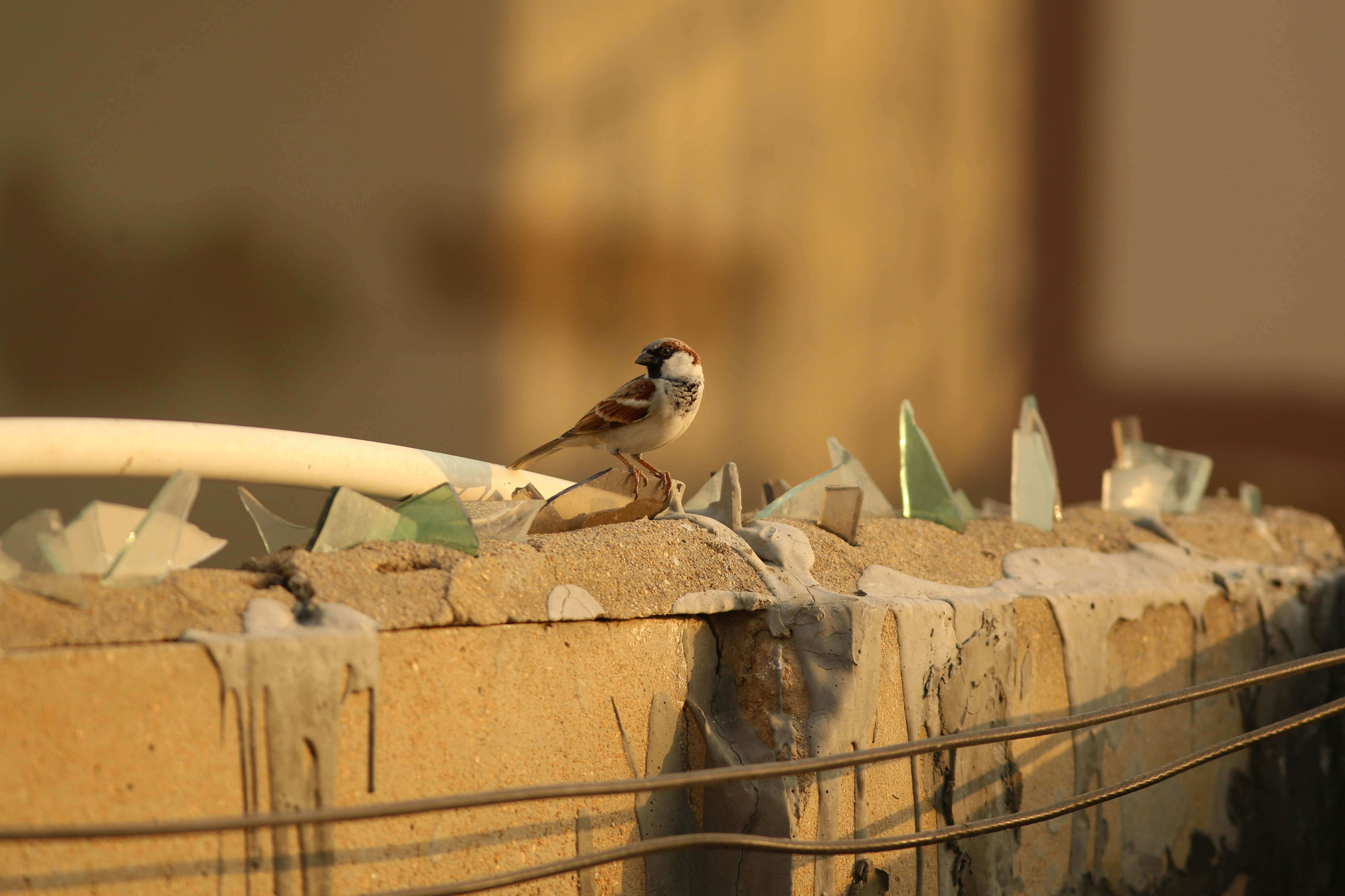 Sunlit passerine on a crumbling parapet amid shards of glass