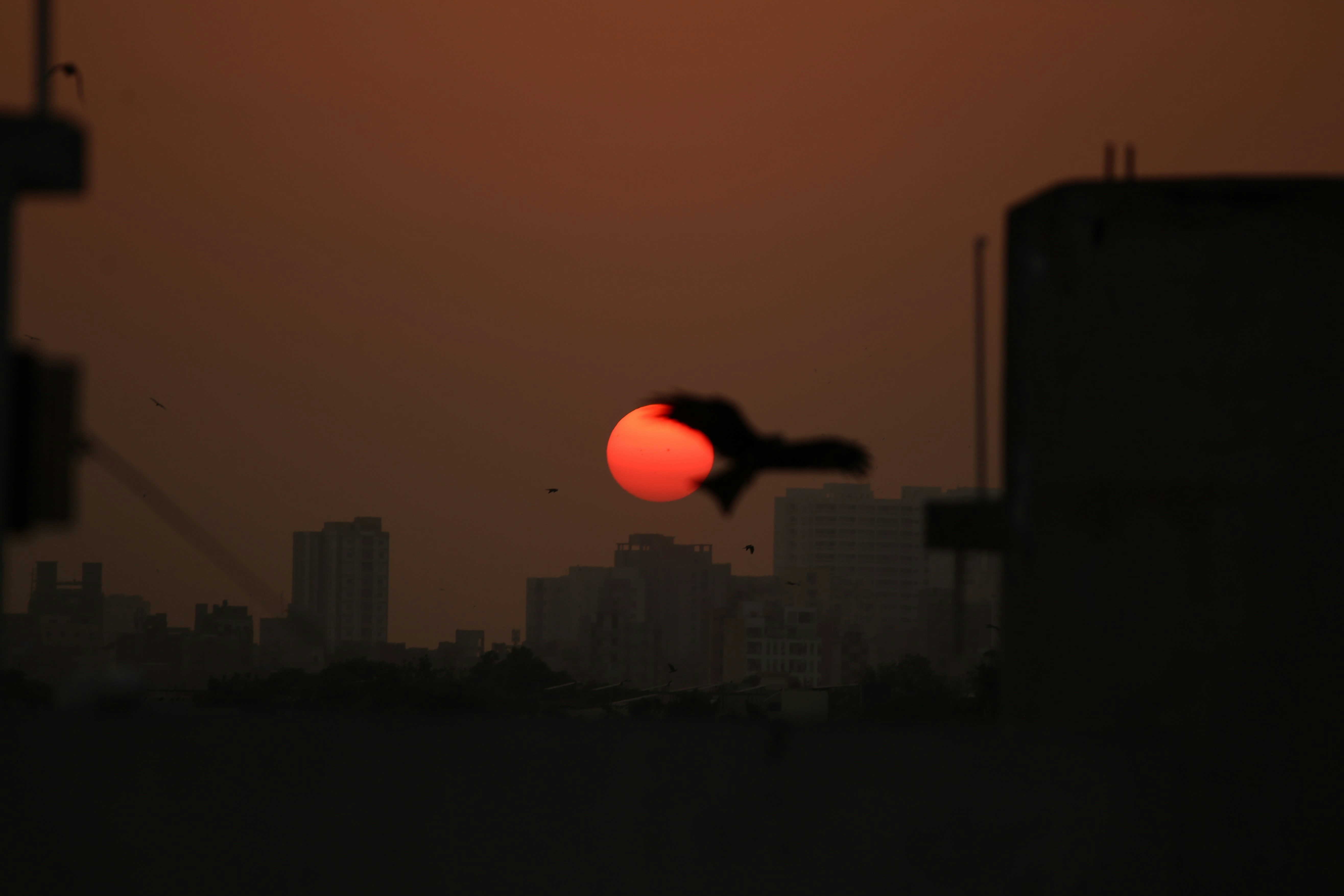Red Sun, Moving Silhouette: A Lone Bird Crosses the City Horizon