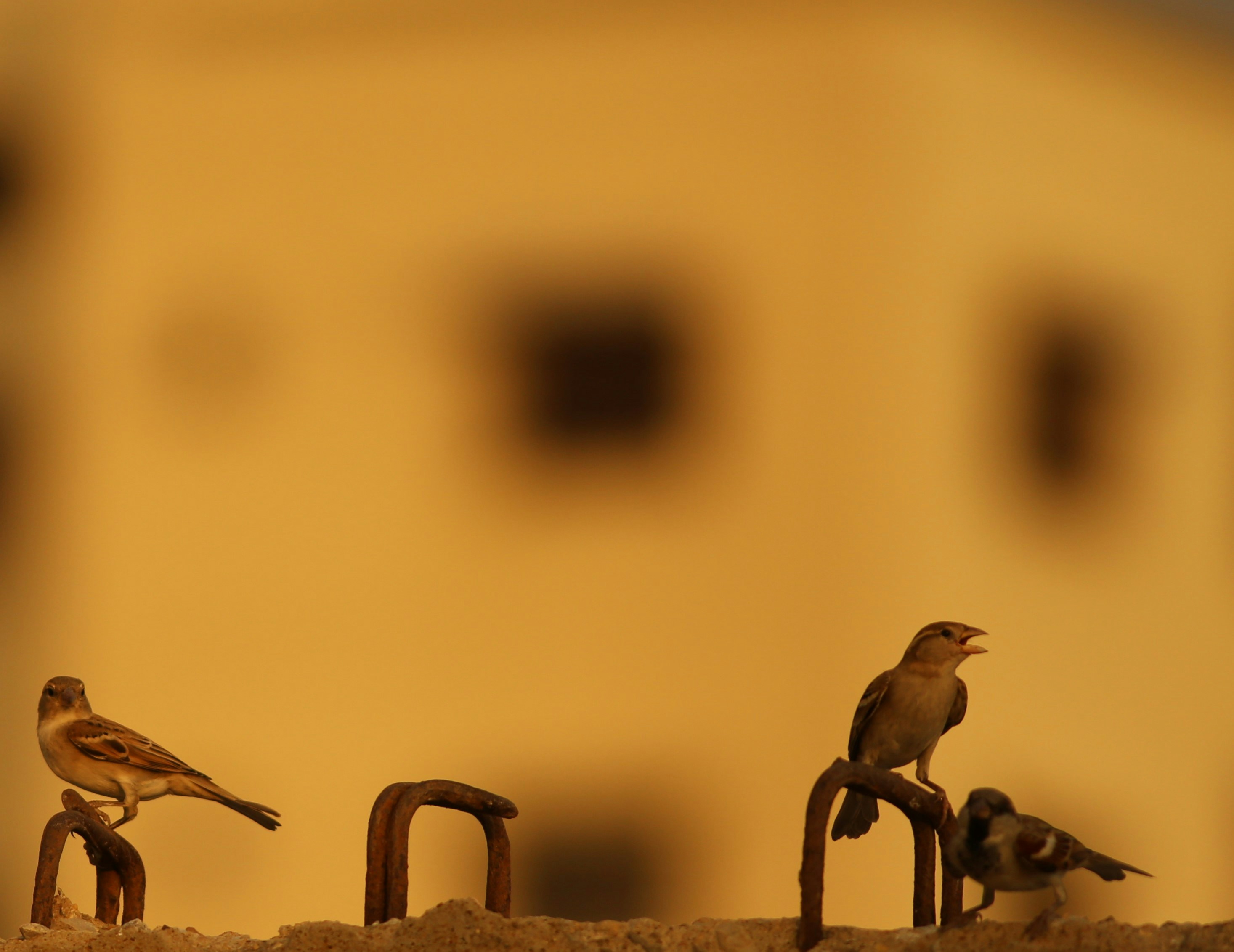 Amber Hour: Three Street Birds Perched Along a Rusted Rail