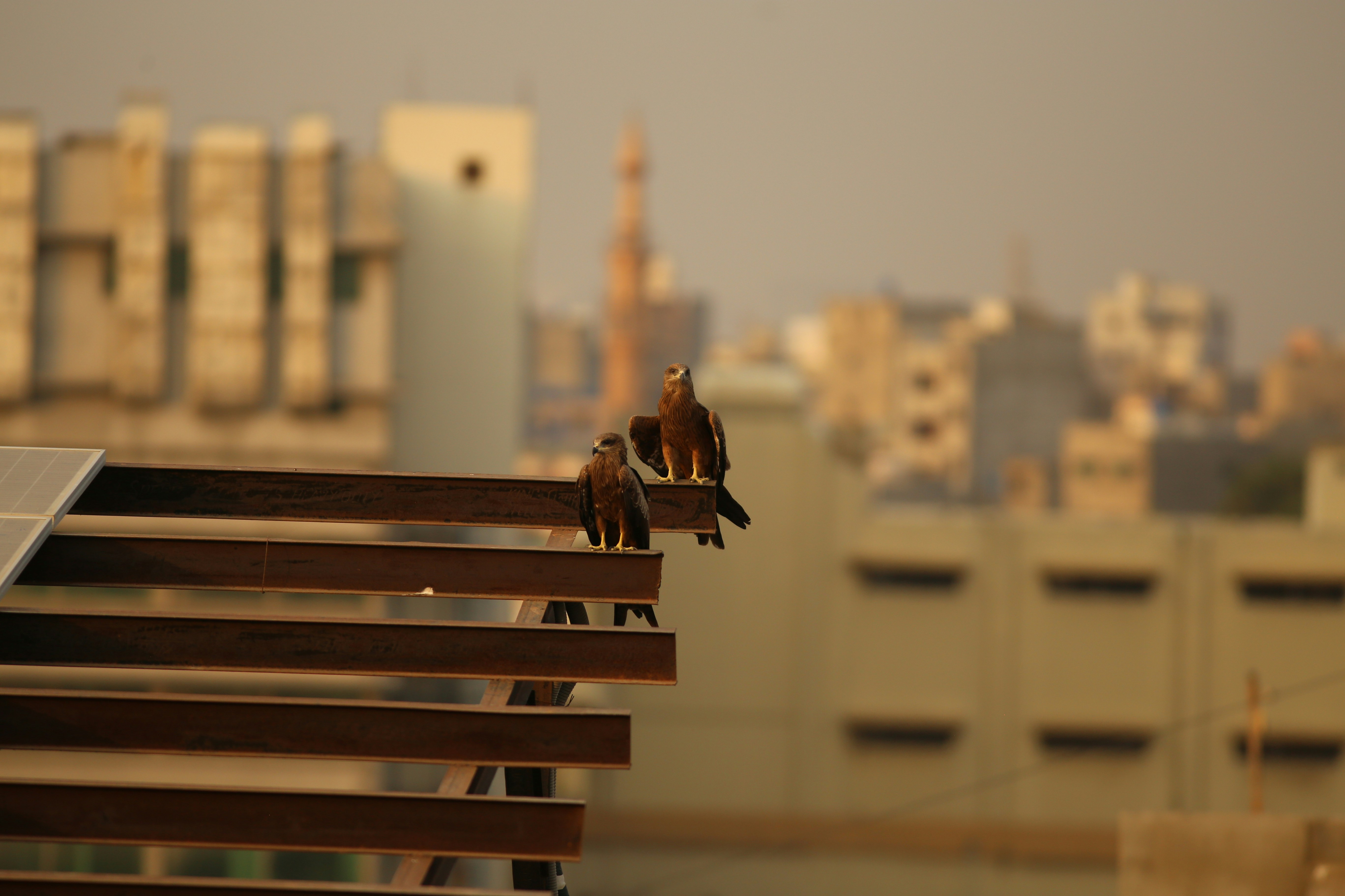 Perched Pair on Slatted Terrace Overlooking City Dusk