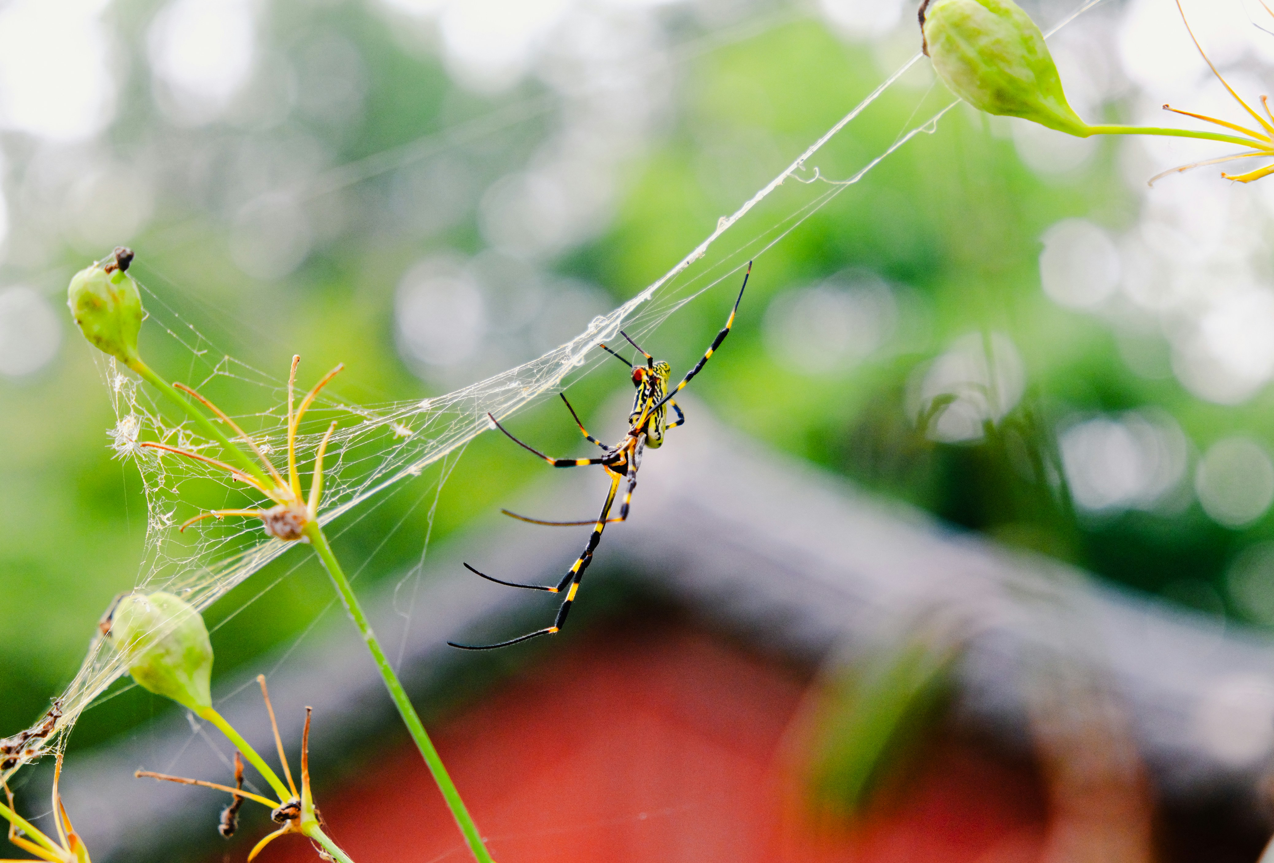 Silk Thread Messenger: A Garden Spider Among Verdant Veils