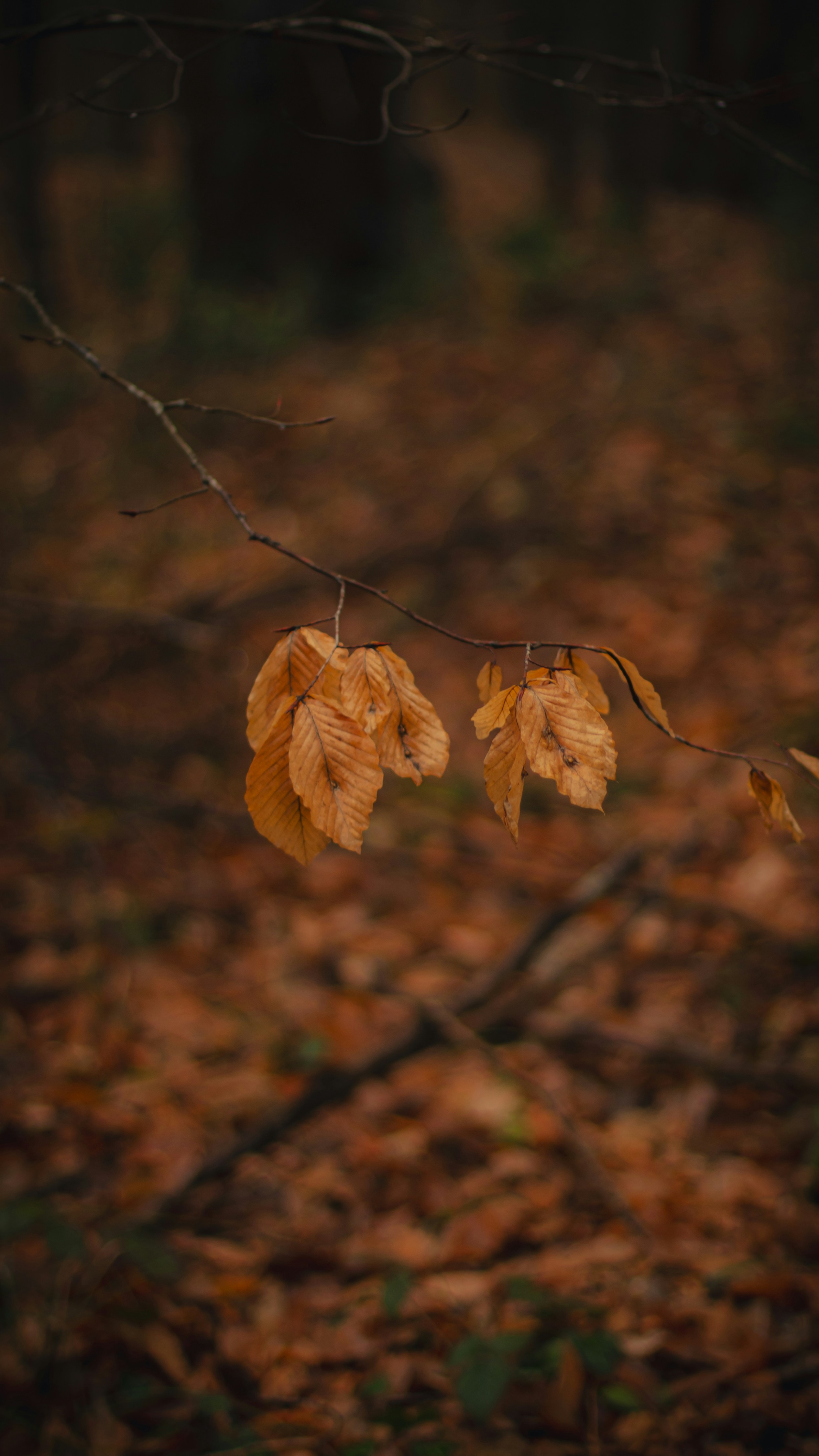 Photo by obada Fa with Canon EOS 70D