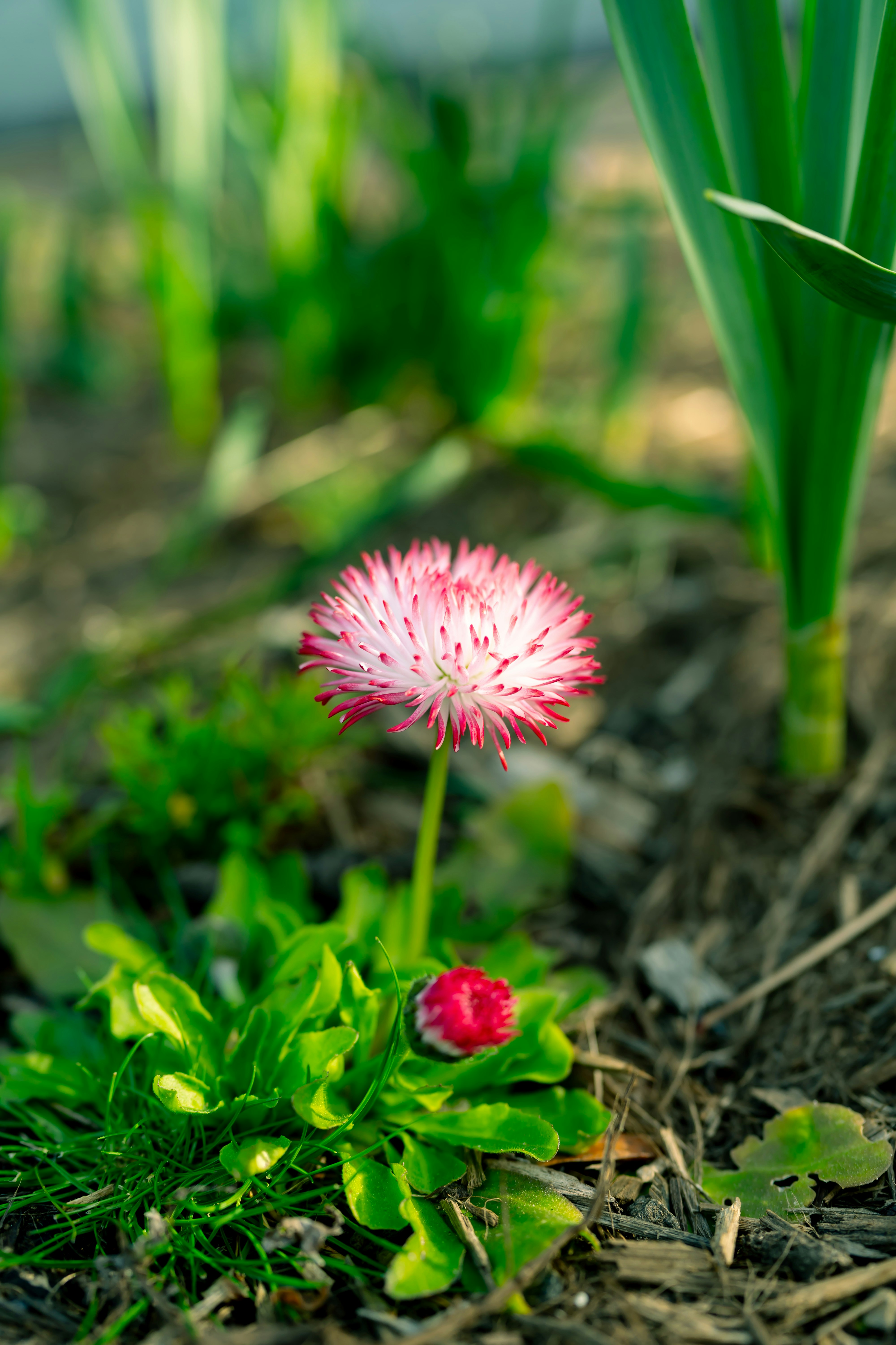 Pink-tipped flower spotlight in a sunlit garden bed