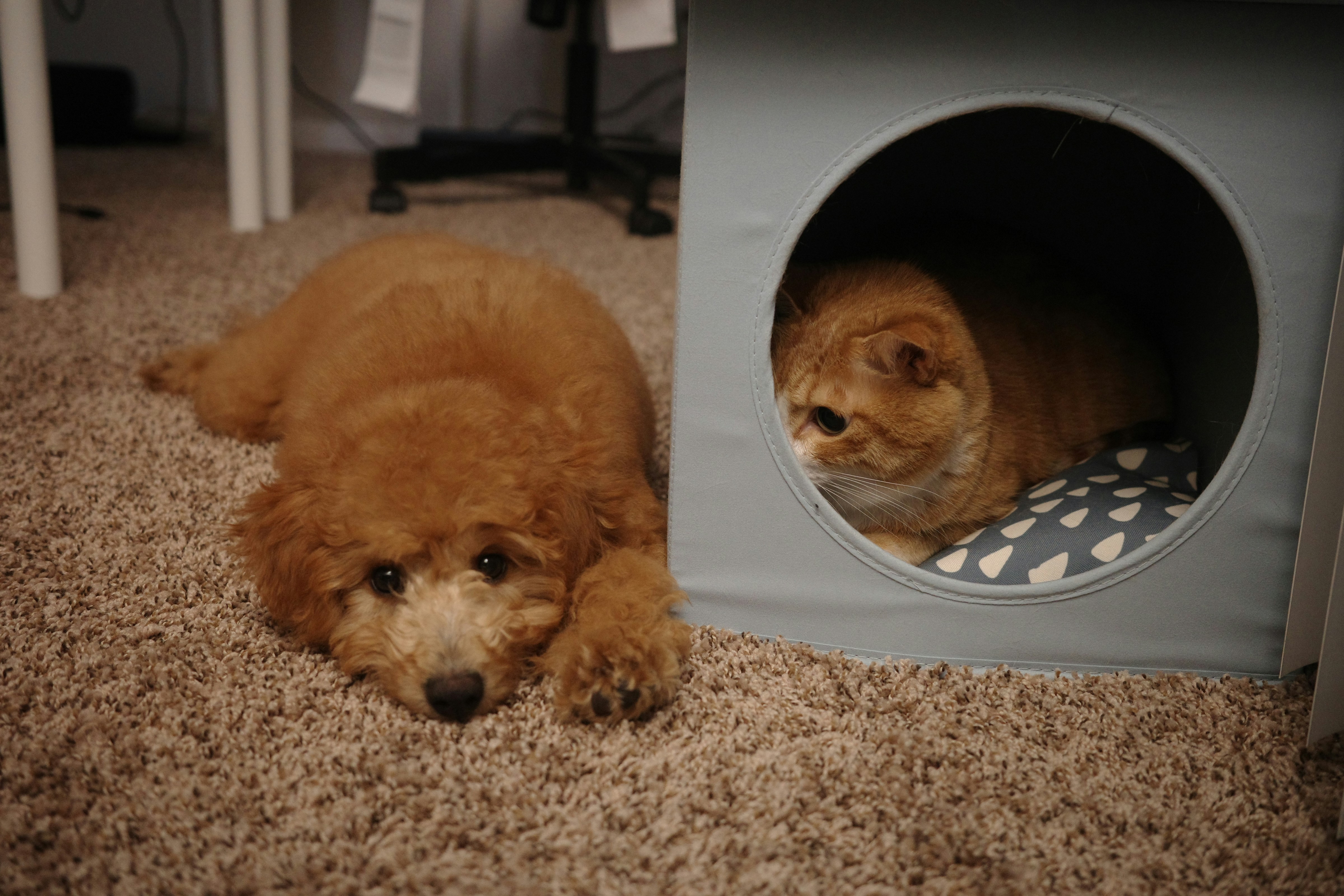 Shared Nook: A Golden Pause Between Paws