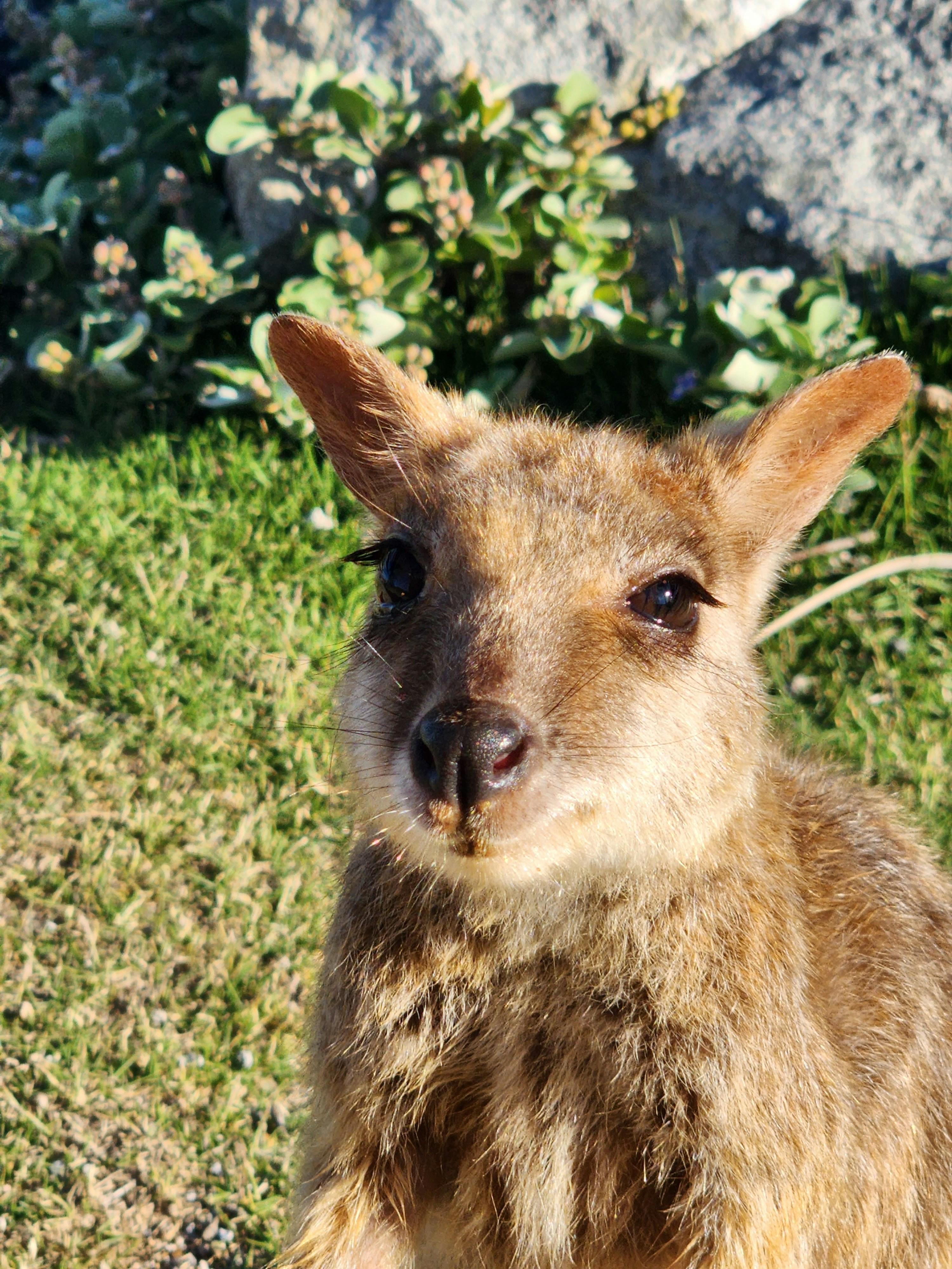 Rock Wallaby on Magnetic Island, QLD Australia