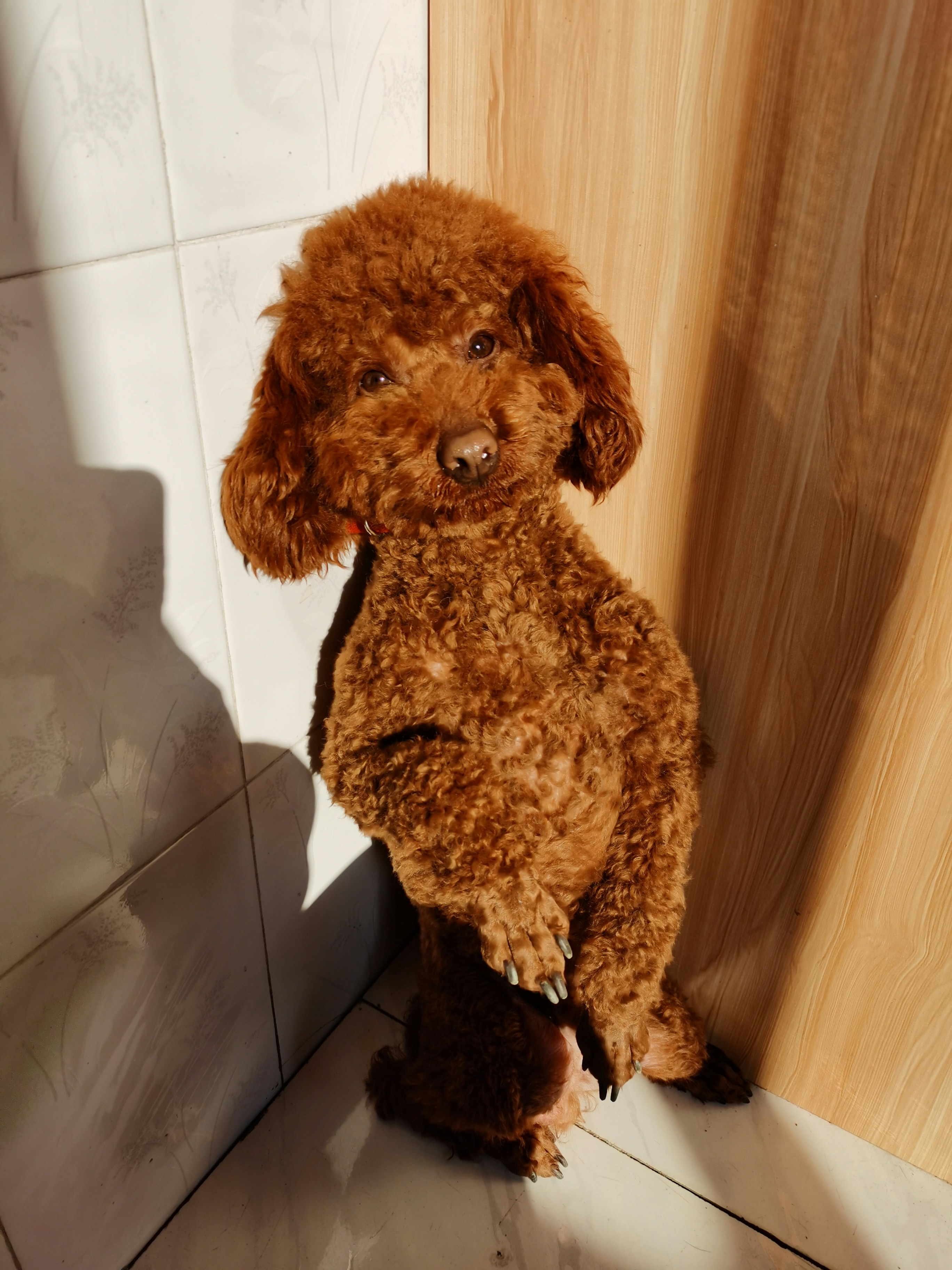 A brown poodle standing on its hind legs photo – Free Animal Image on ...