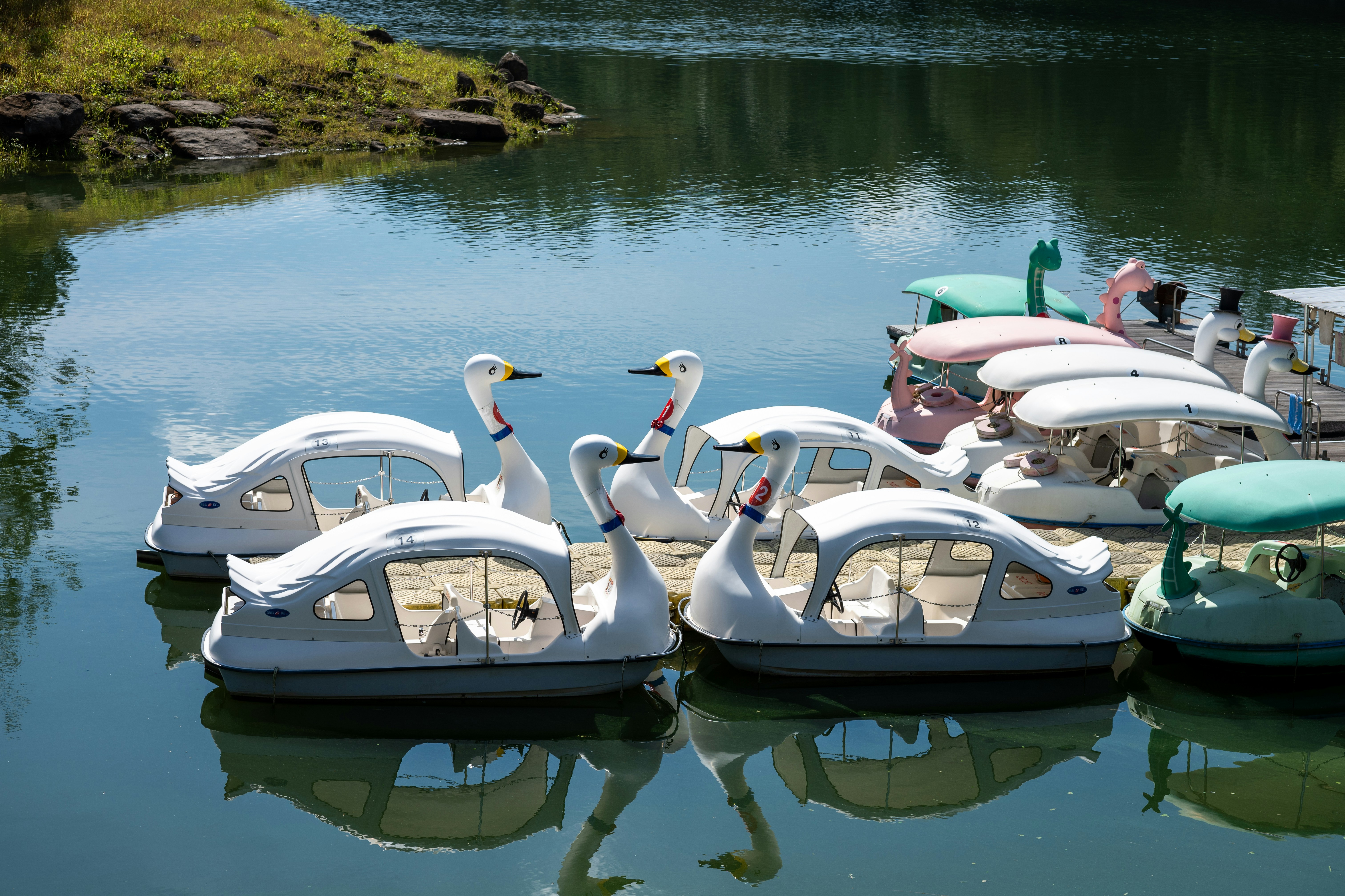 White Swan Pedal Boats Idle on a Glassy Lake