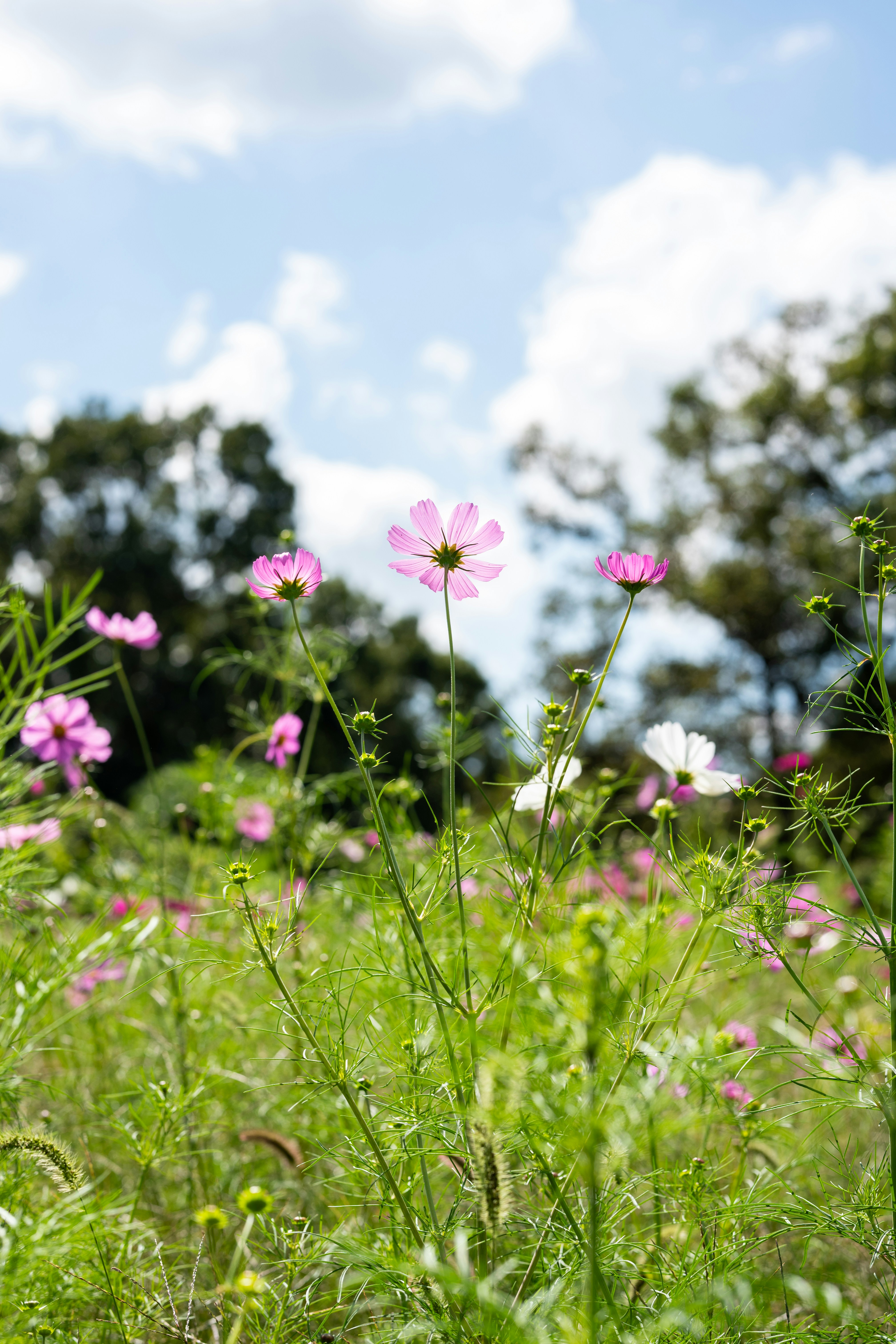 The Center Bloom: Pink Cosmos in a Sunlit Field