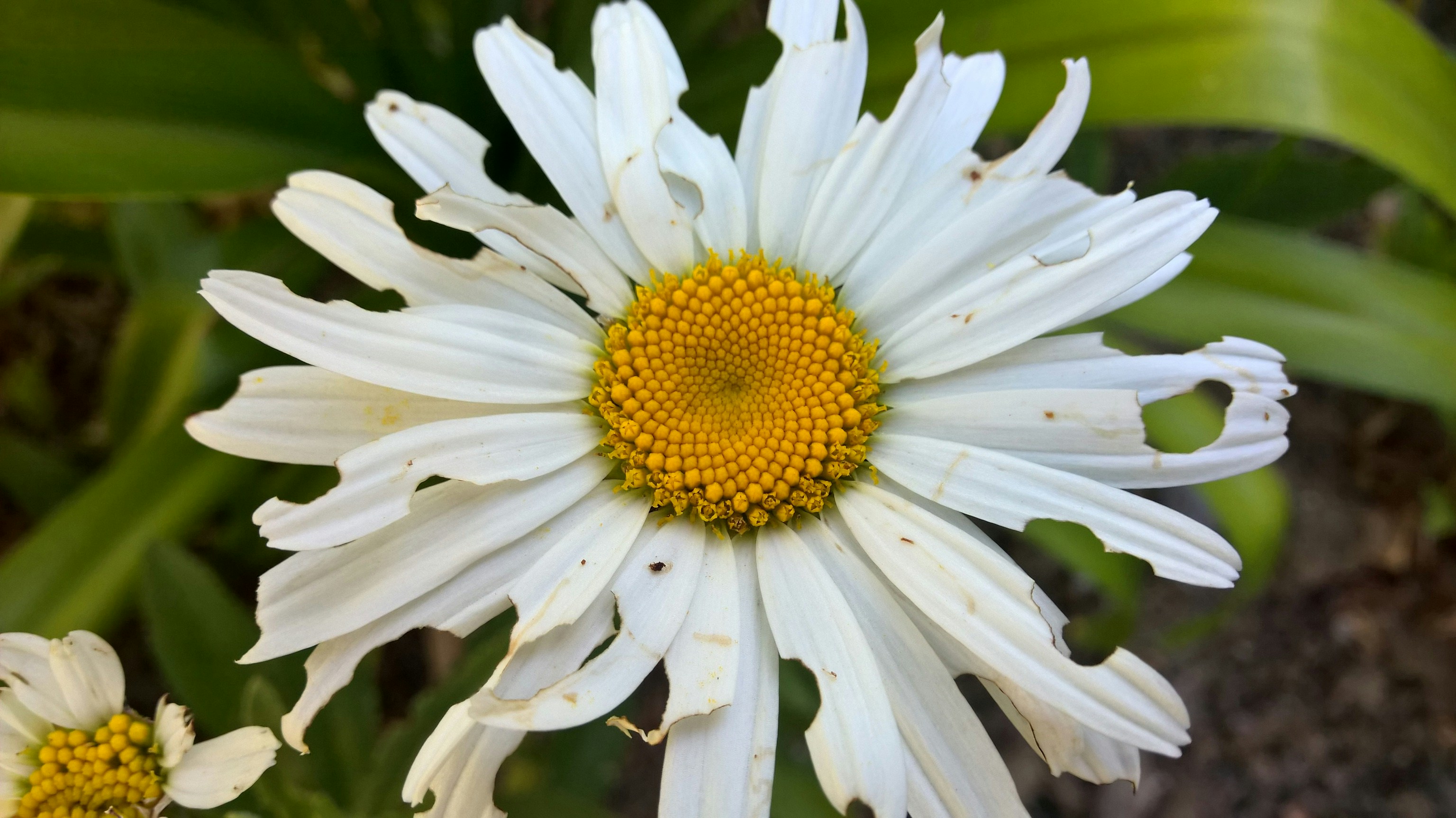 A close up of a white and yellow flower